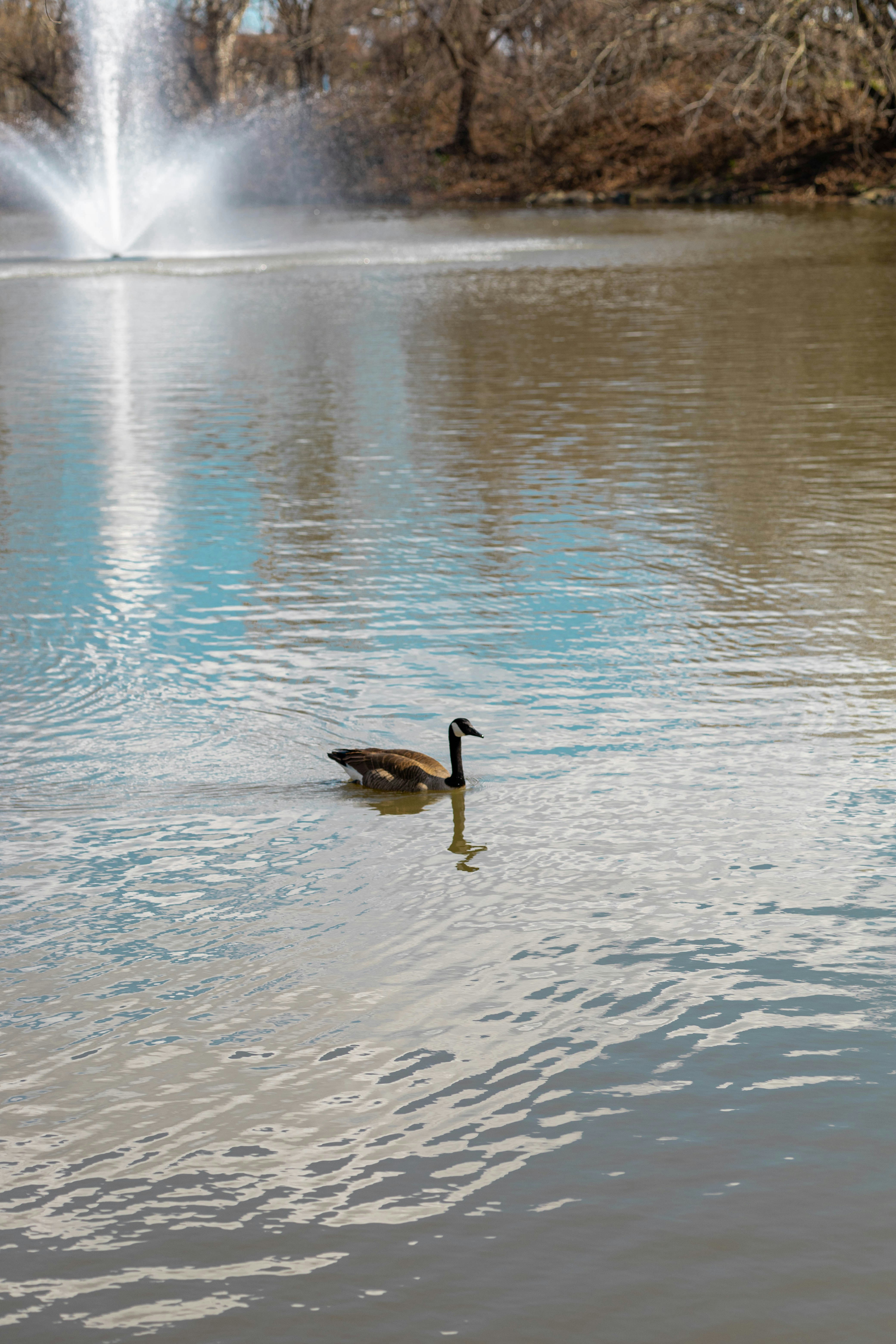Lone Coot against a tranquil fountain-lit pond