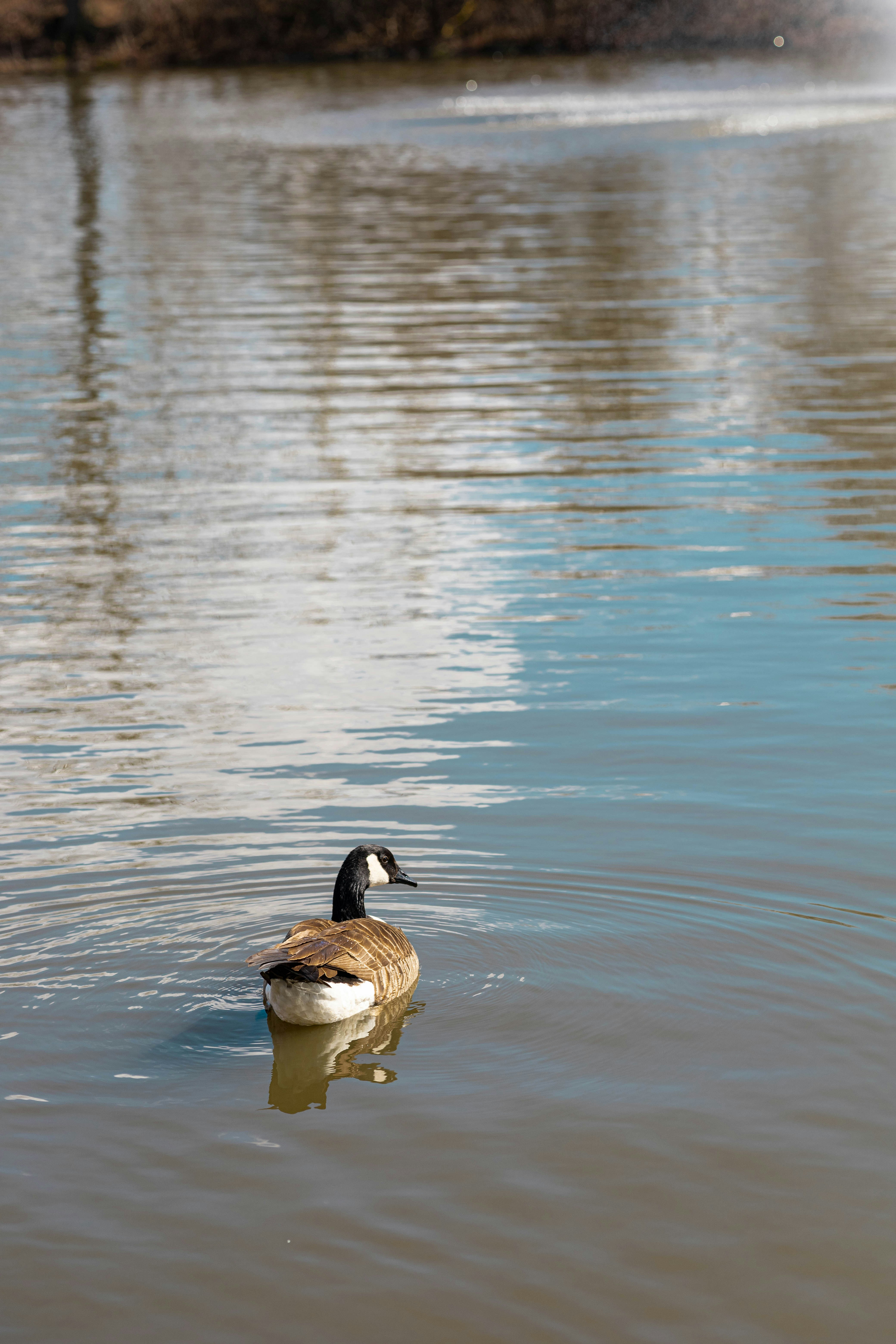Solitary Goose on Quiet Water