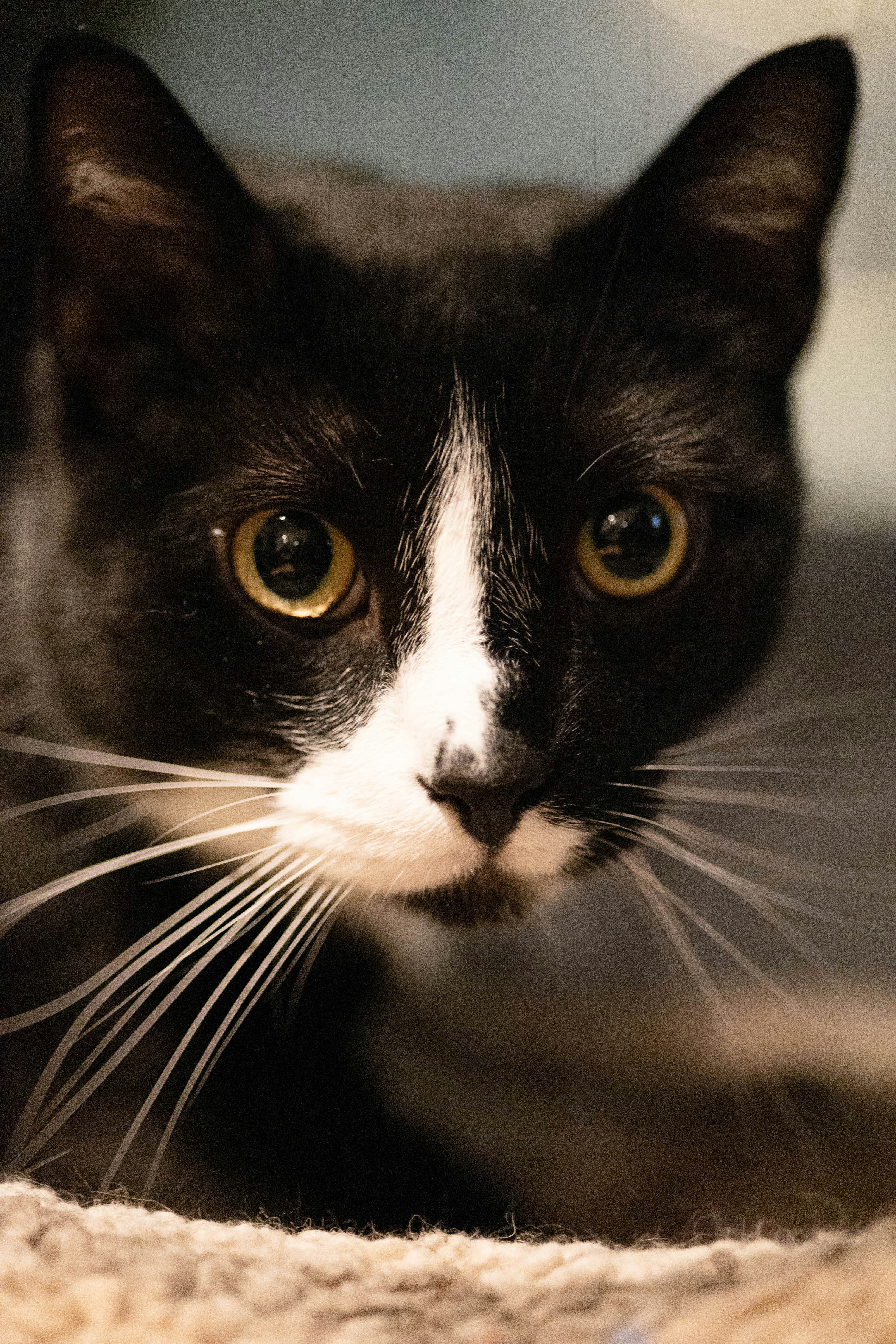 A Cat’s Gaze: Quiet Intimacy in Macro Close-Up