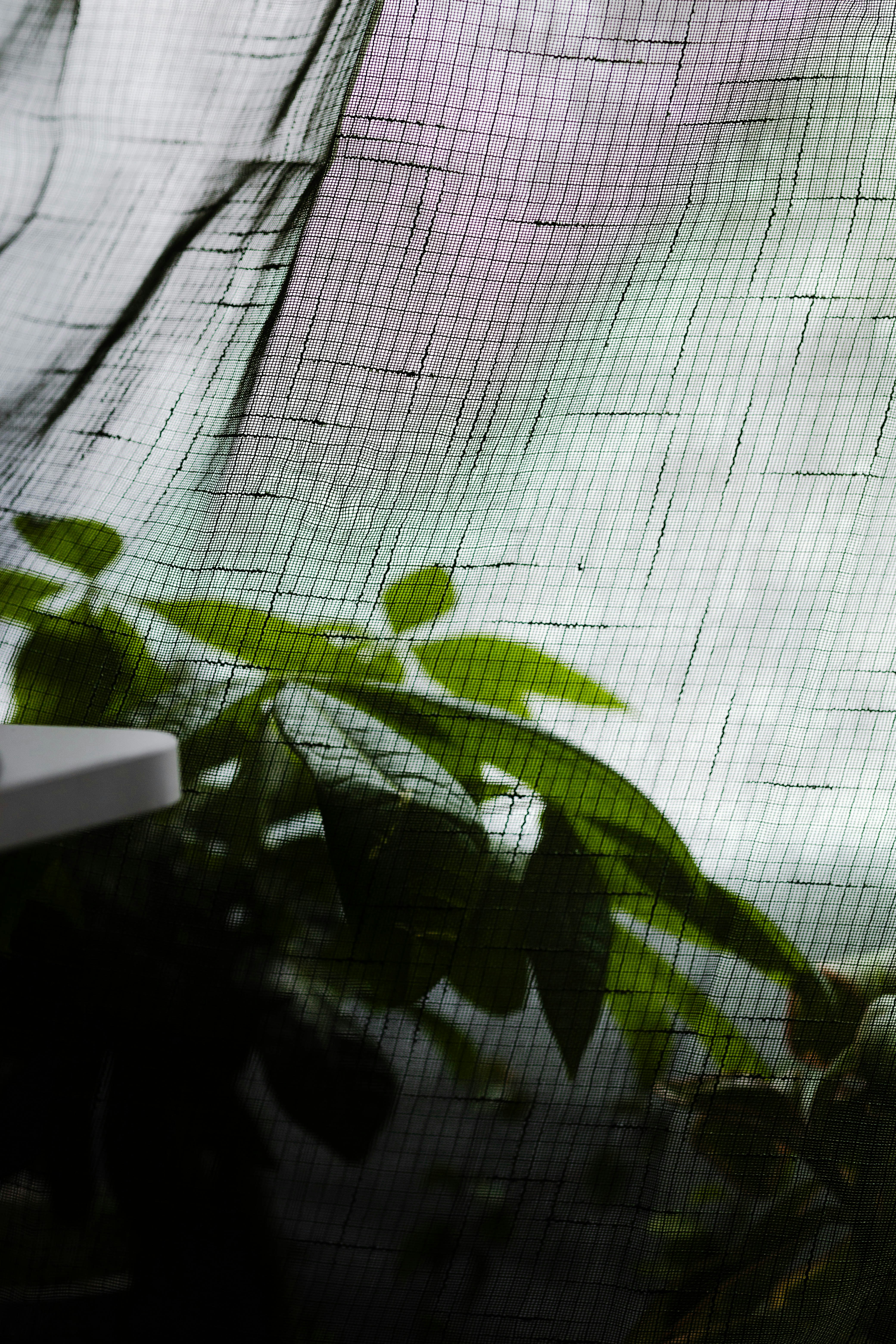 Greenery at the Net: Plants Backlit by Window Mesh