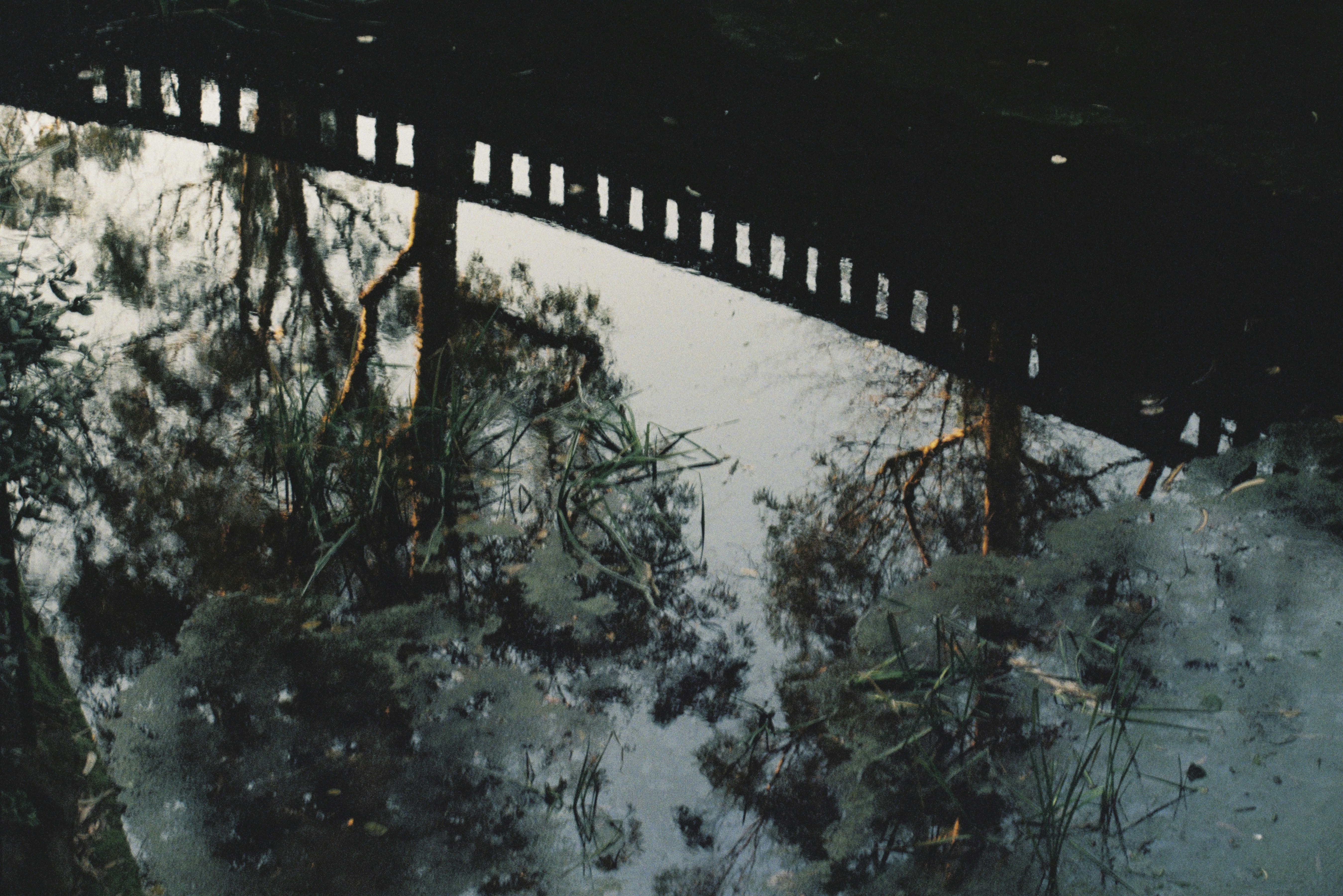Reflections Under a Railing: Still Water and Shadowed Trees