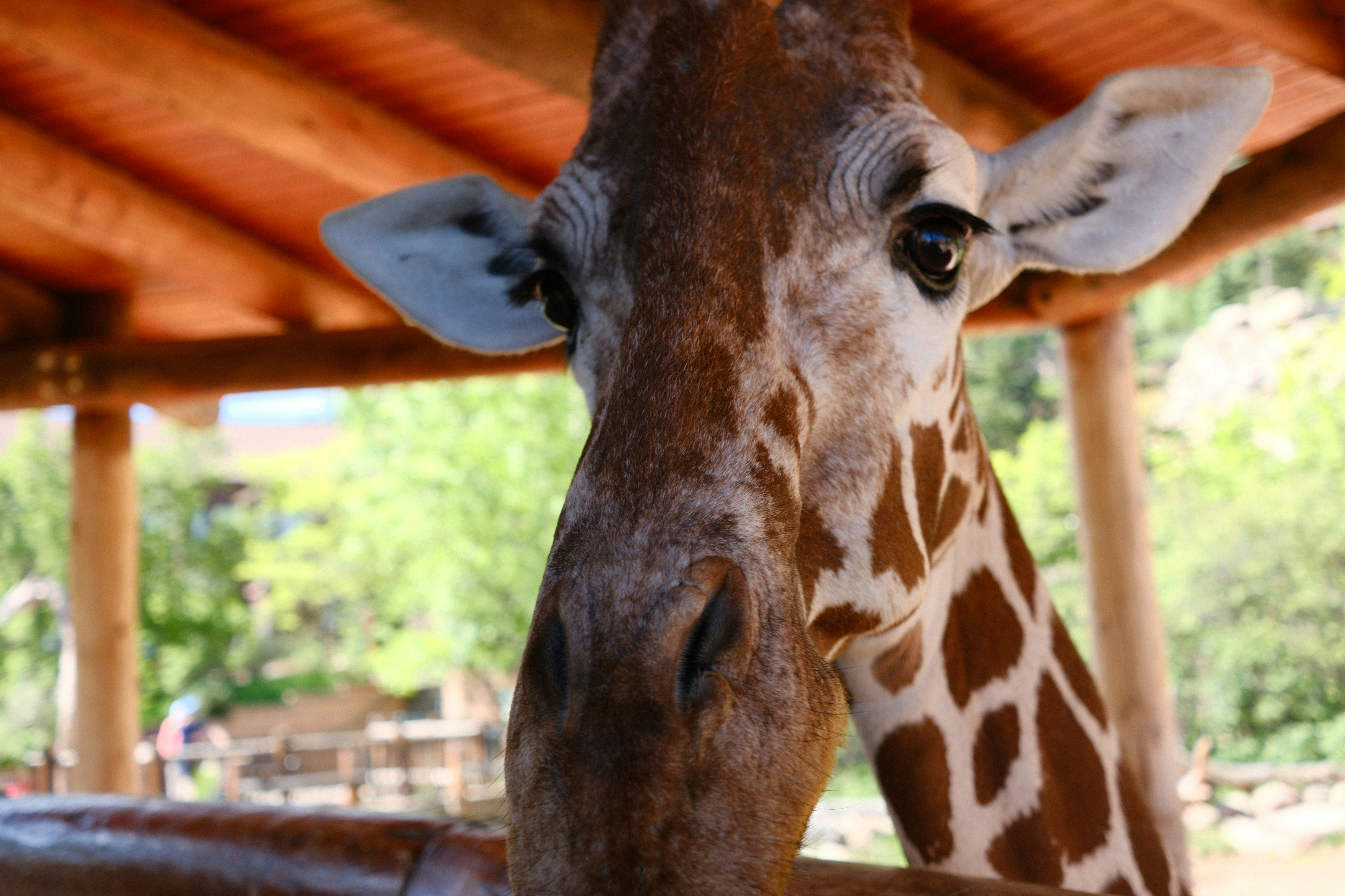 Close-Up Giraffe Gaze Under Shaded Roof