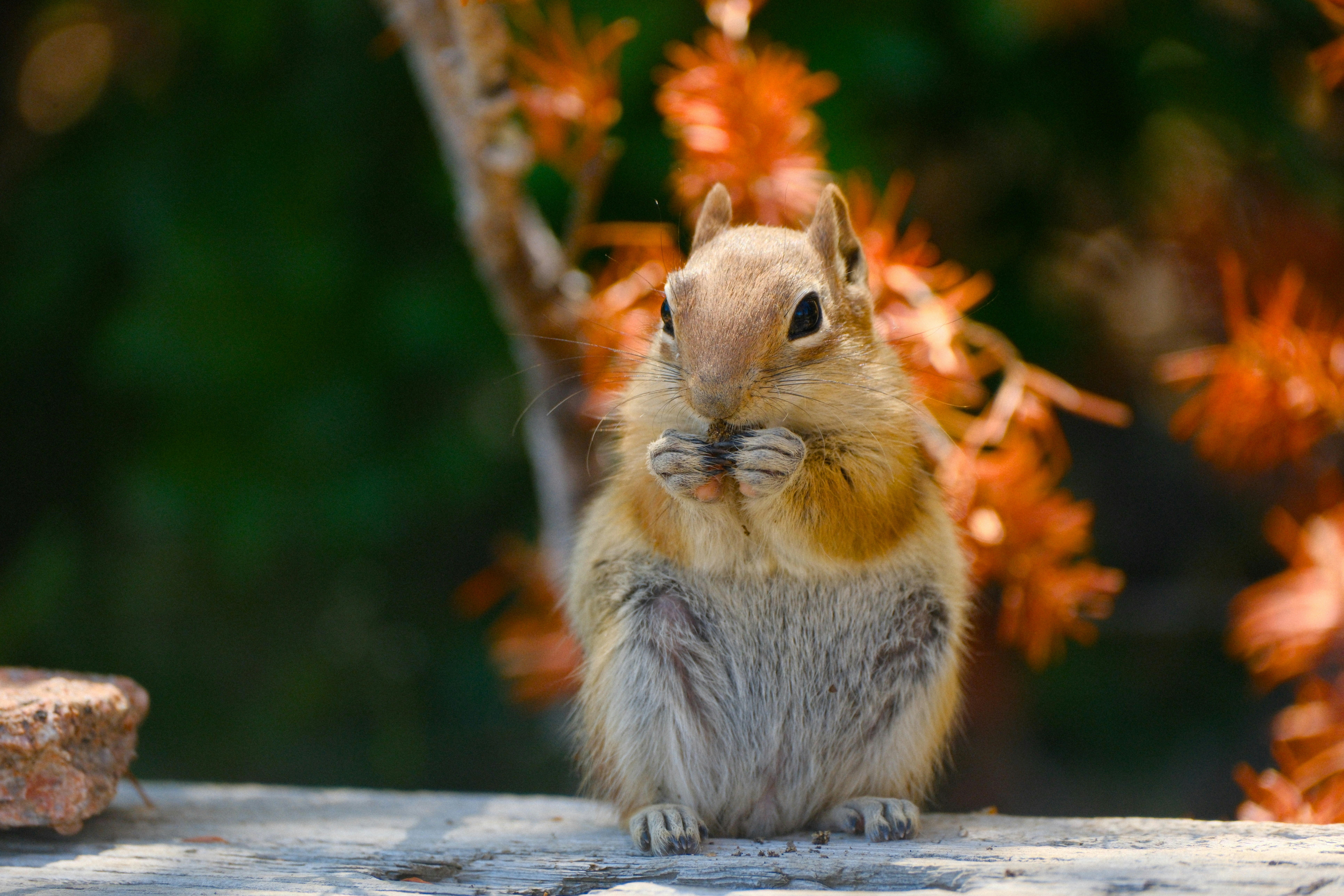 Chipmunk at the Edge of Springtime Bloom