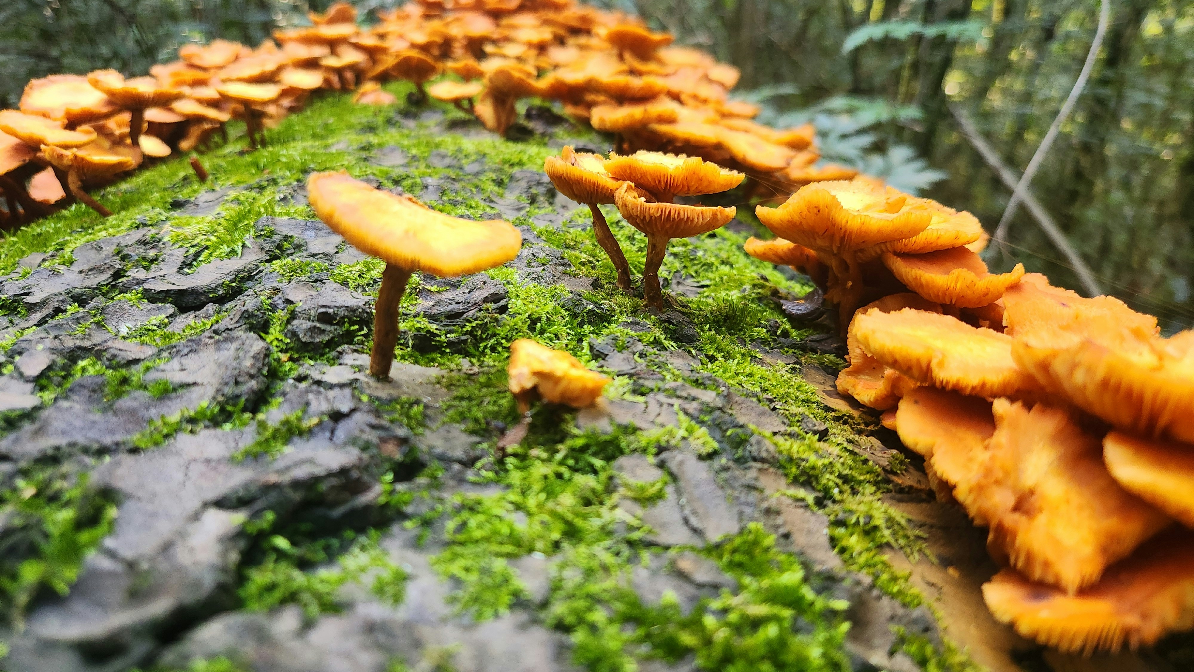 Moss-covered Log Hosts a Corridor of Amber Fungi