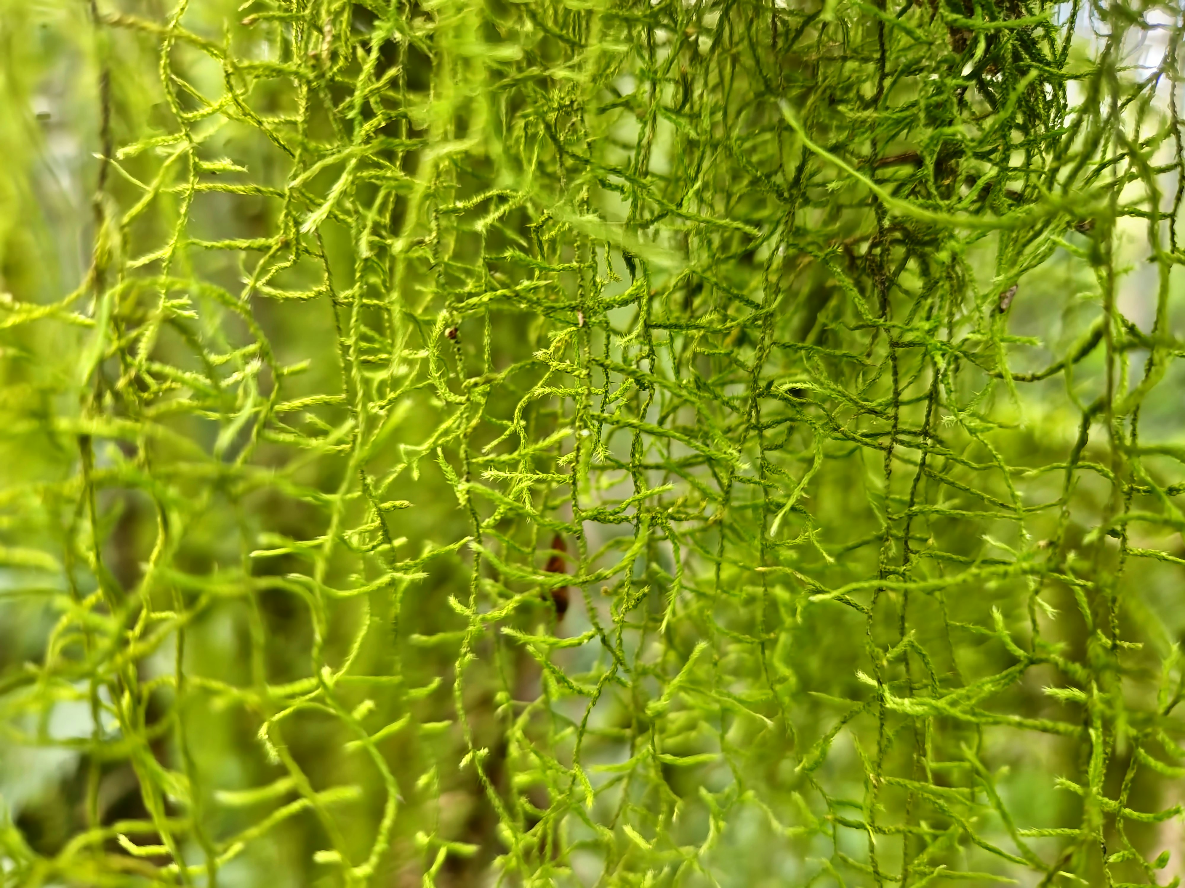 Emerald Mesh: A Close-Up of Verdant, Threadlike Foliage