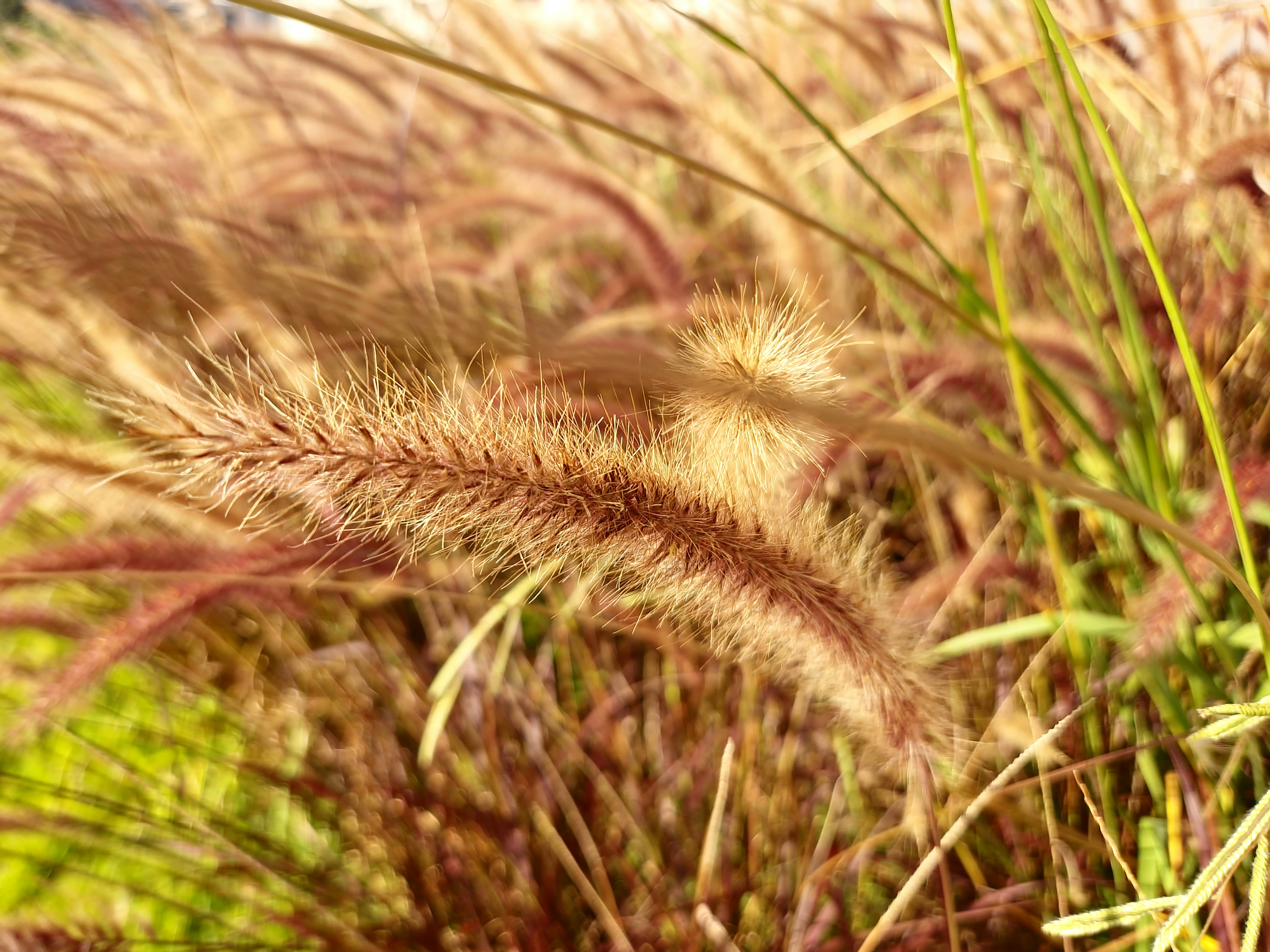 Soft Morning Rays on Moonlit Grass: A Close-Up of Fuzzy Seed Heads