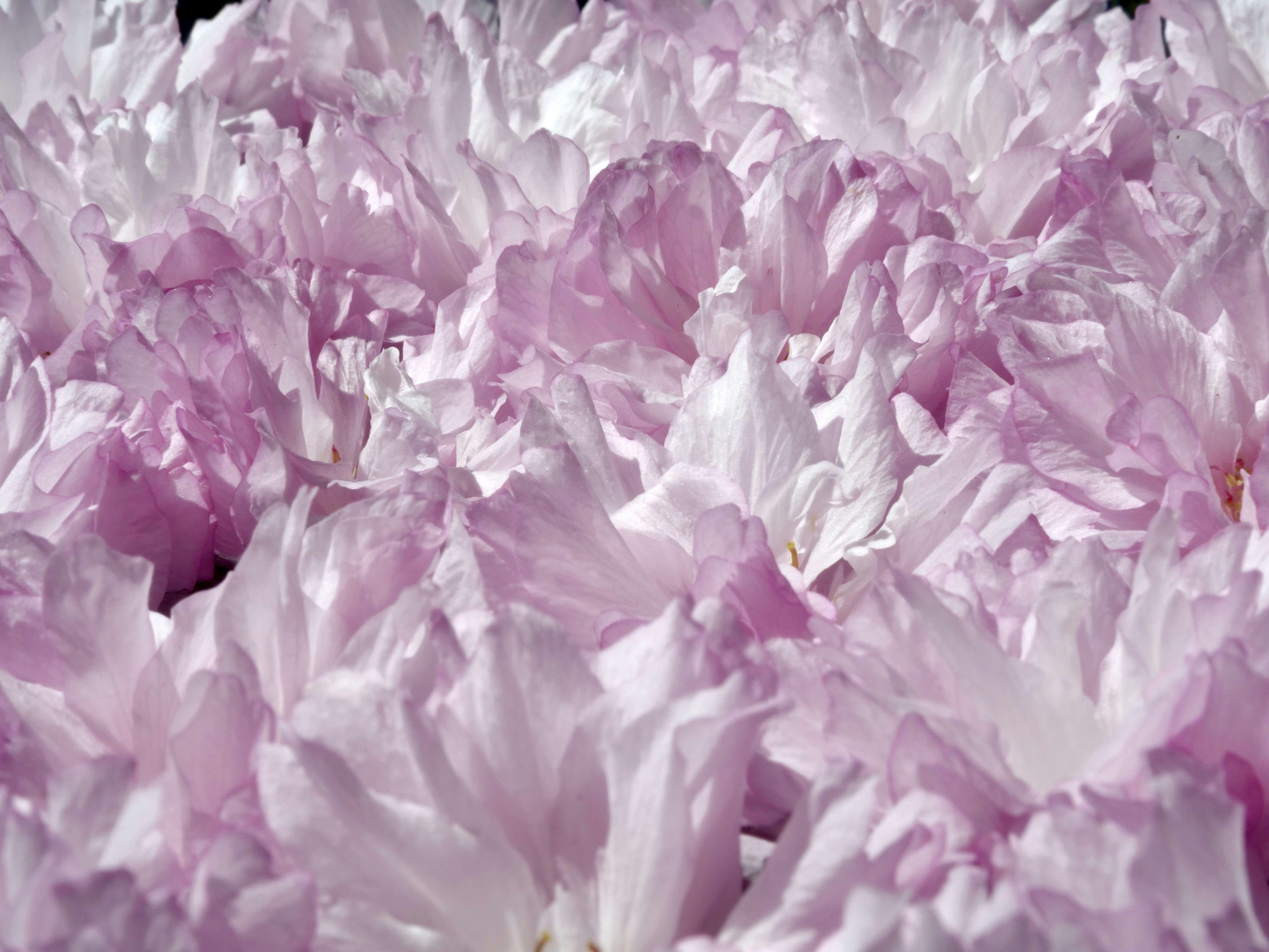 Petal Mosaic: Close-Up of Soft Pink Peony Blooms