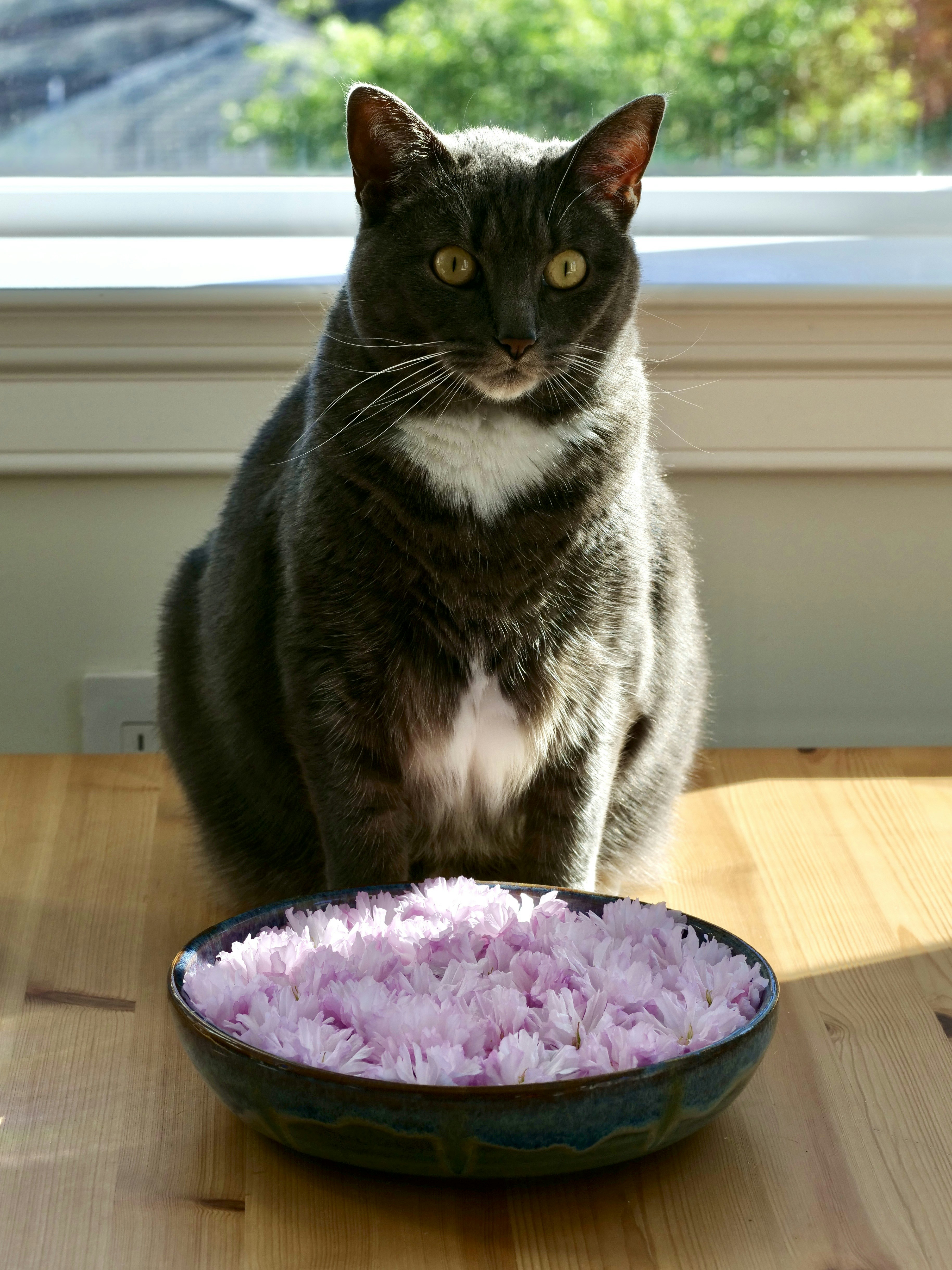 Grey Cat with Bowl of Floofy Petals on Sunlit Table