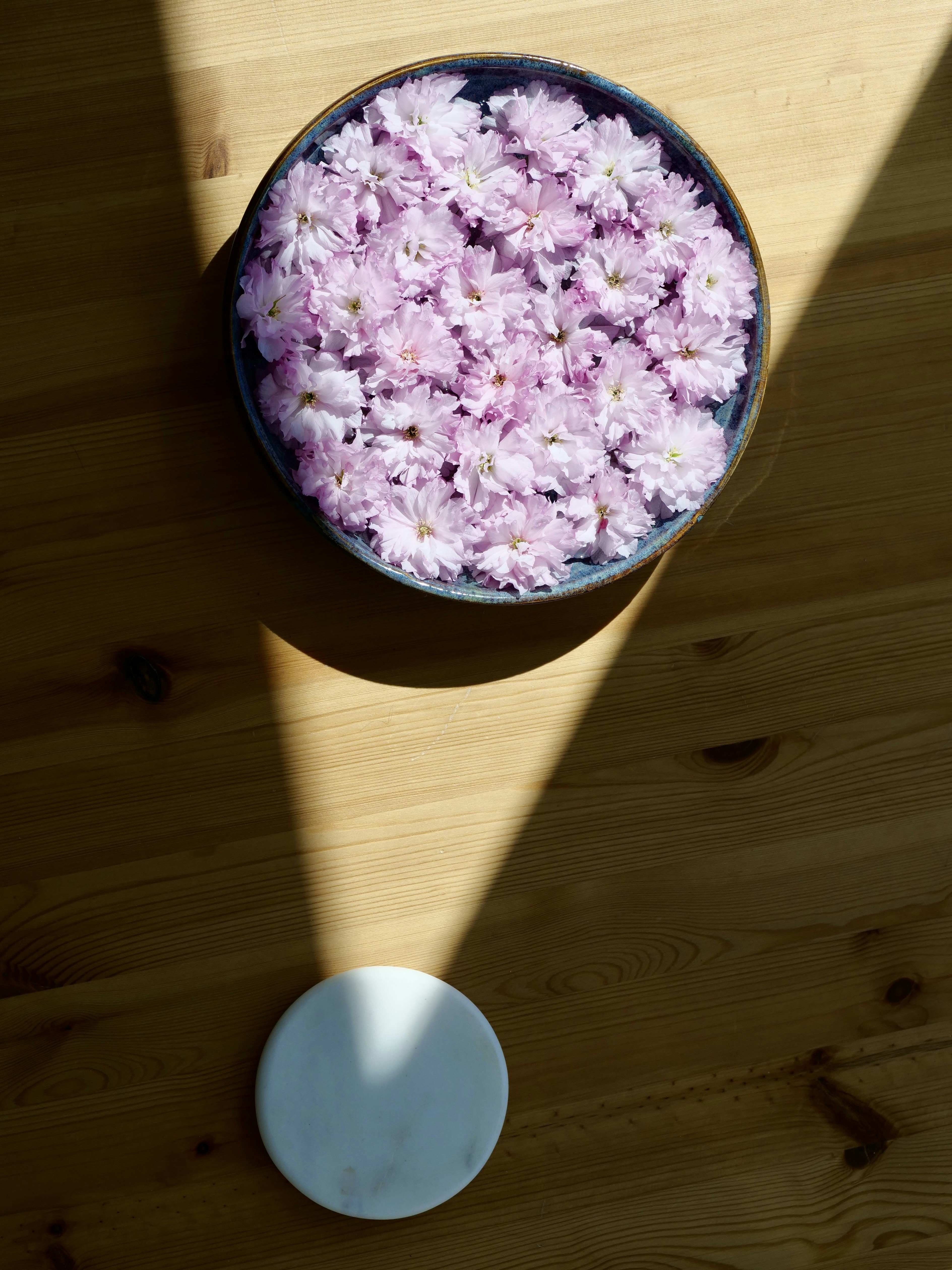 Still Life of Pink Blossoms in a Bowl Cast in Sunlit Geometry
