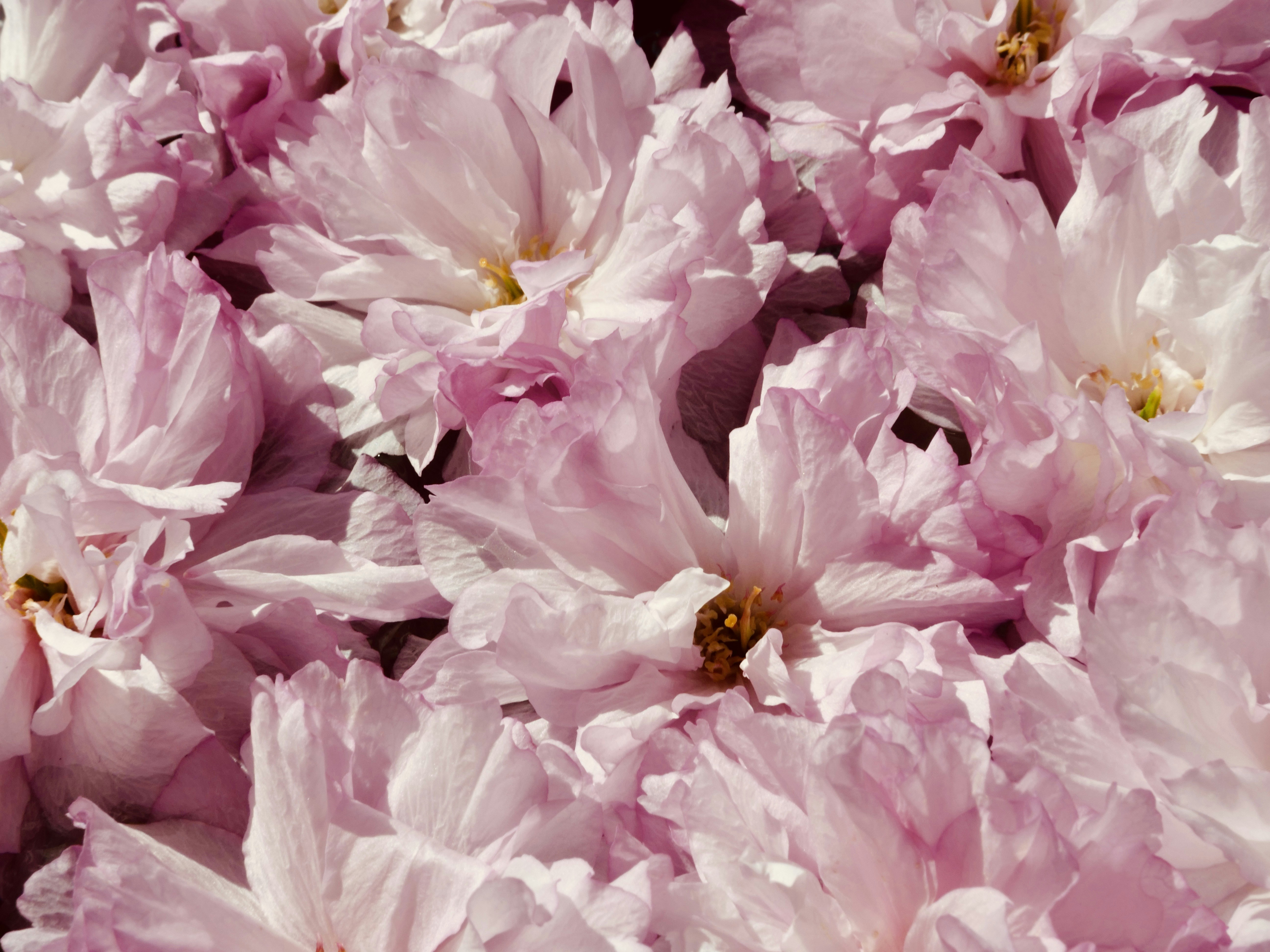 Petal Sea: A Field of Soft Pink Blooms