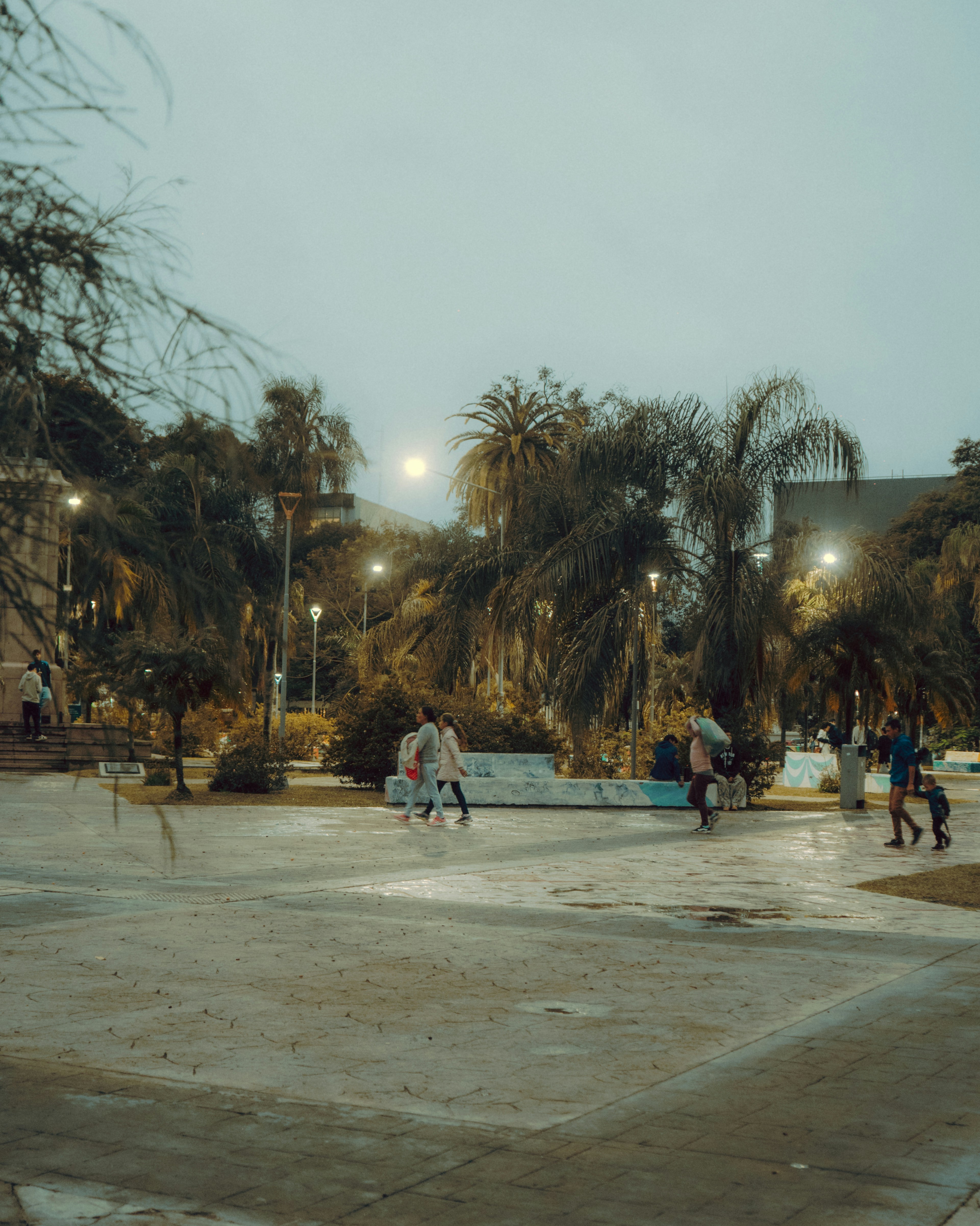 Evening Stroll Under Palm–Lilted Sky