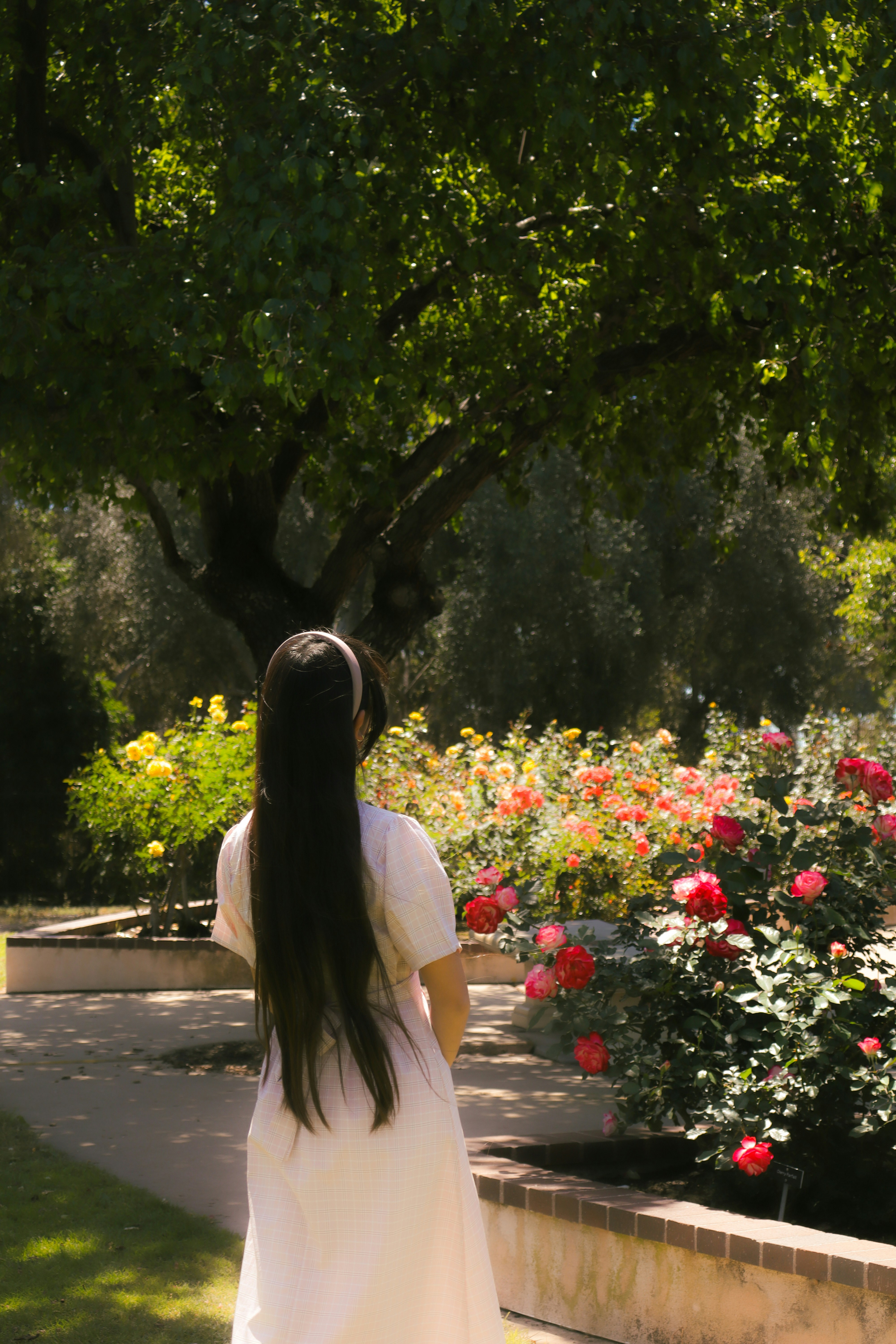 Silhouette of a Long-Haired Woman in a Rose Garden