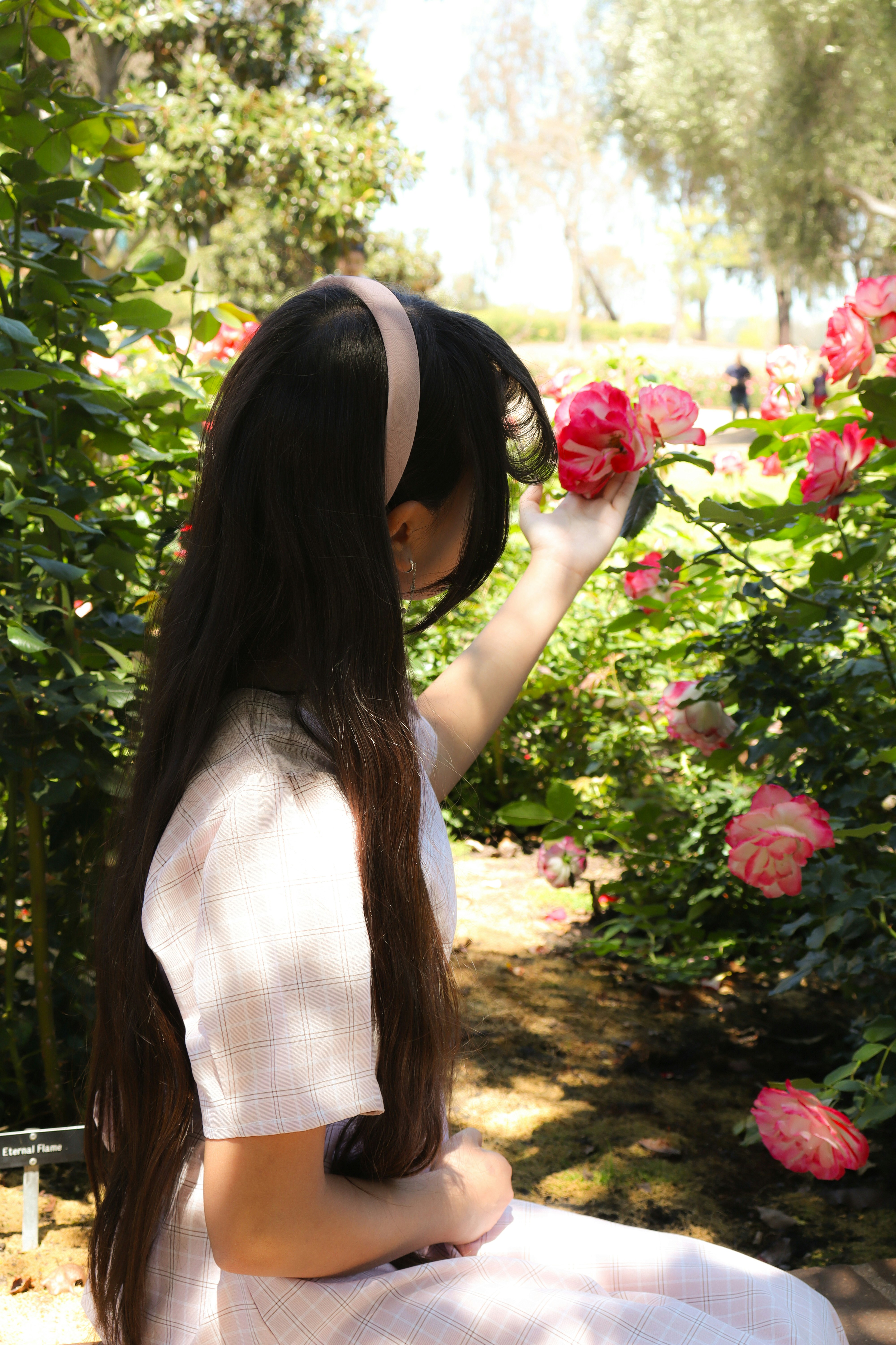 Blooming Portrait in Soft Backlit Rose Garden