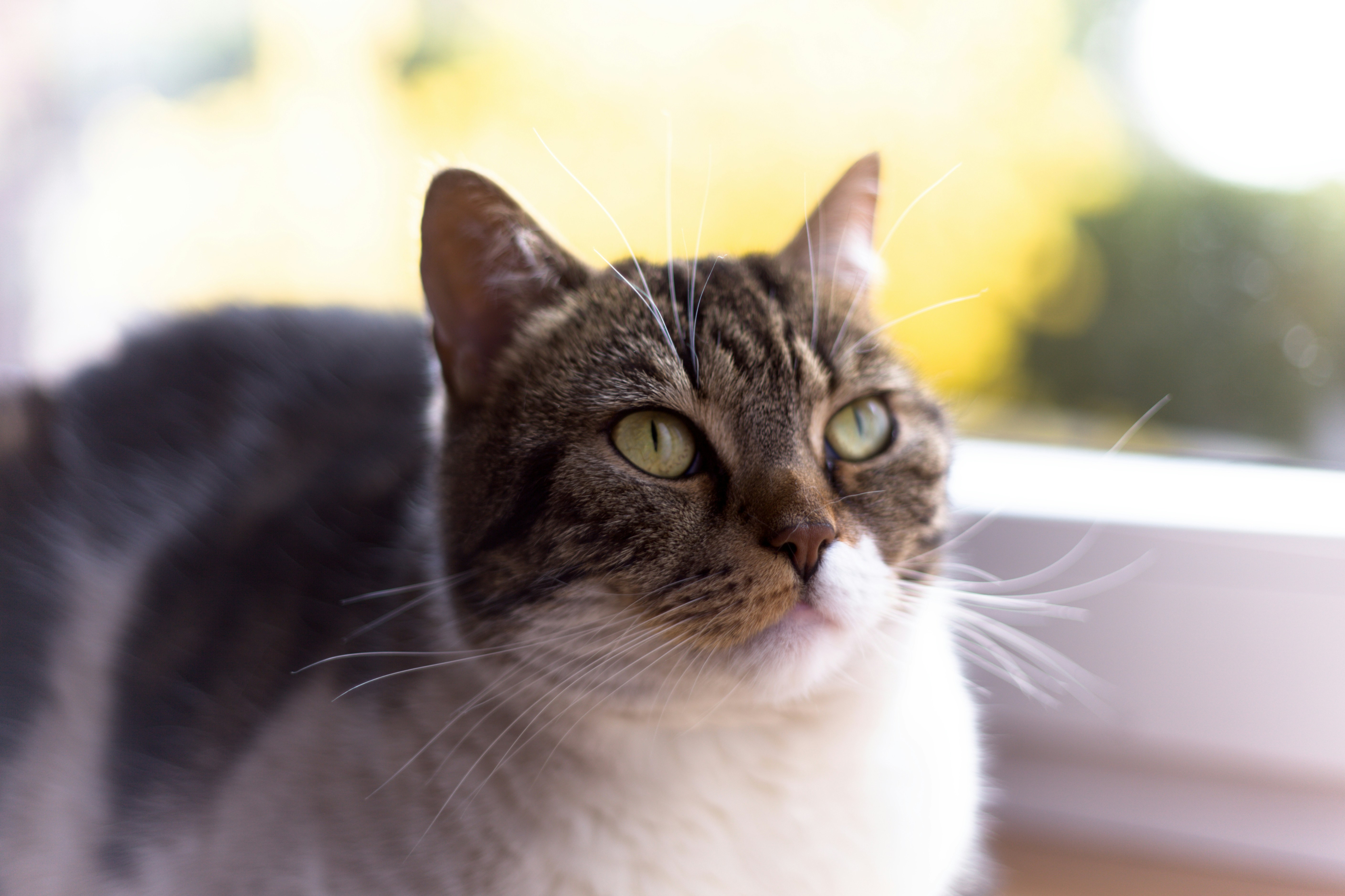 Cat at a sunlit windowsill: amber eyes and soft fur in prime focus