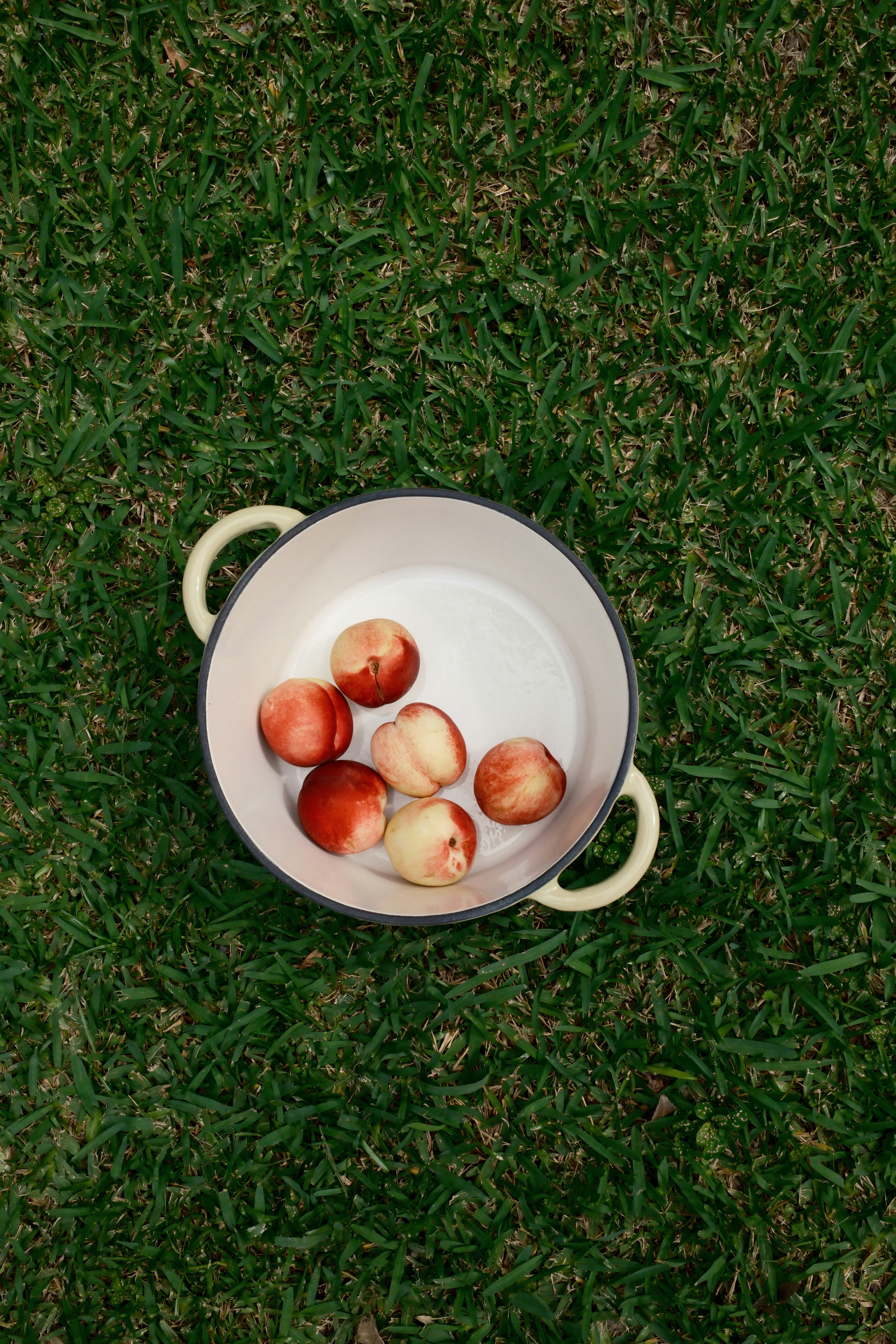 Powdered Dawn: Nectarine Seeds in a White-Enamel Pot on Grass