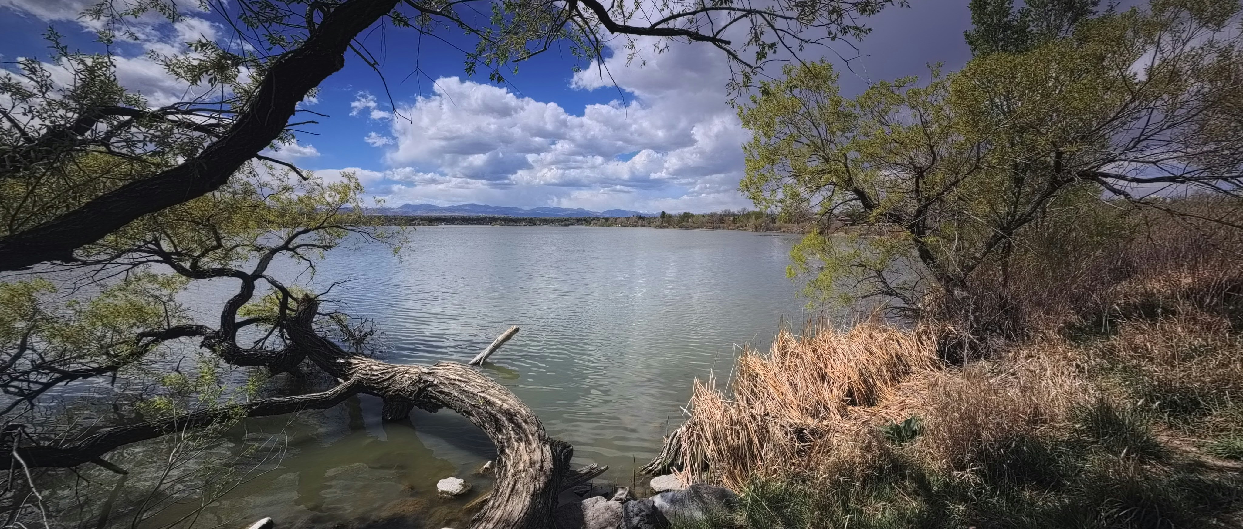 Branch and Lake Panorama: Quiet Edge Where Water Meets Shore