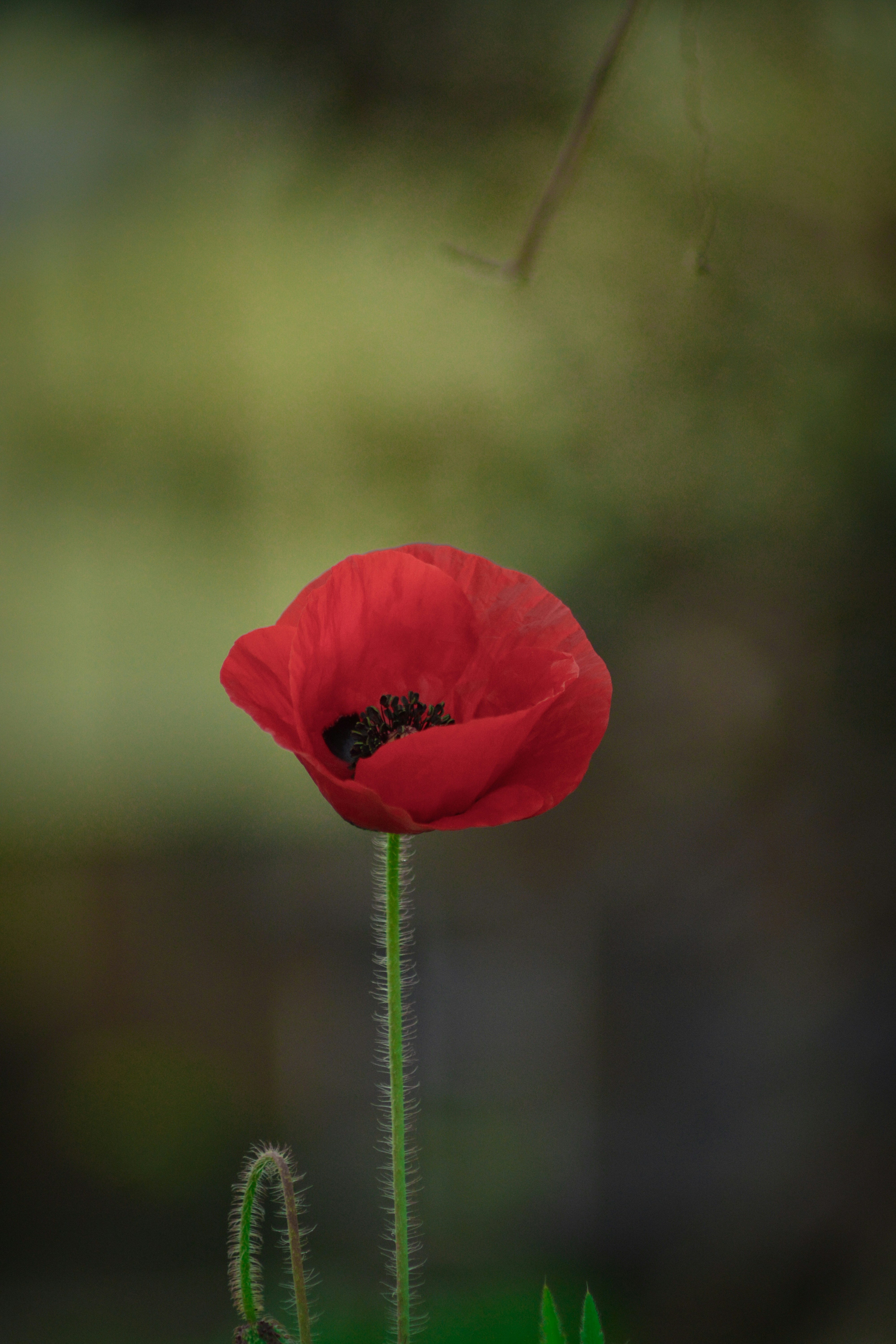 Crimson Poppy Reaching for the Sun