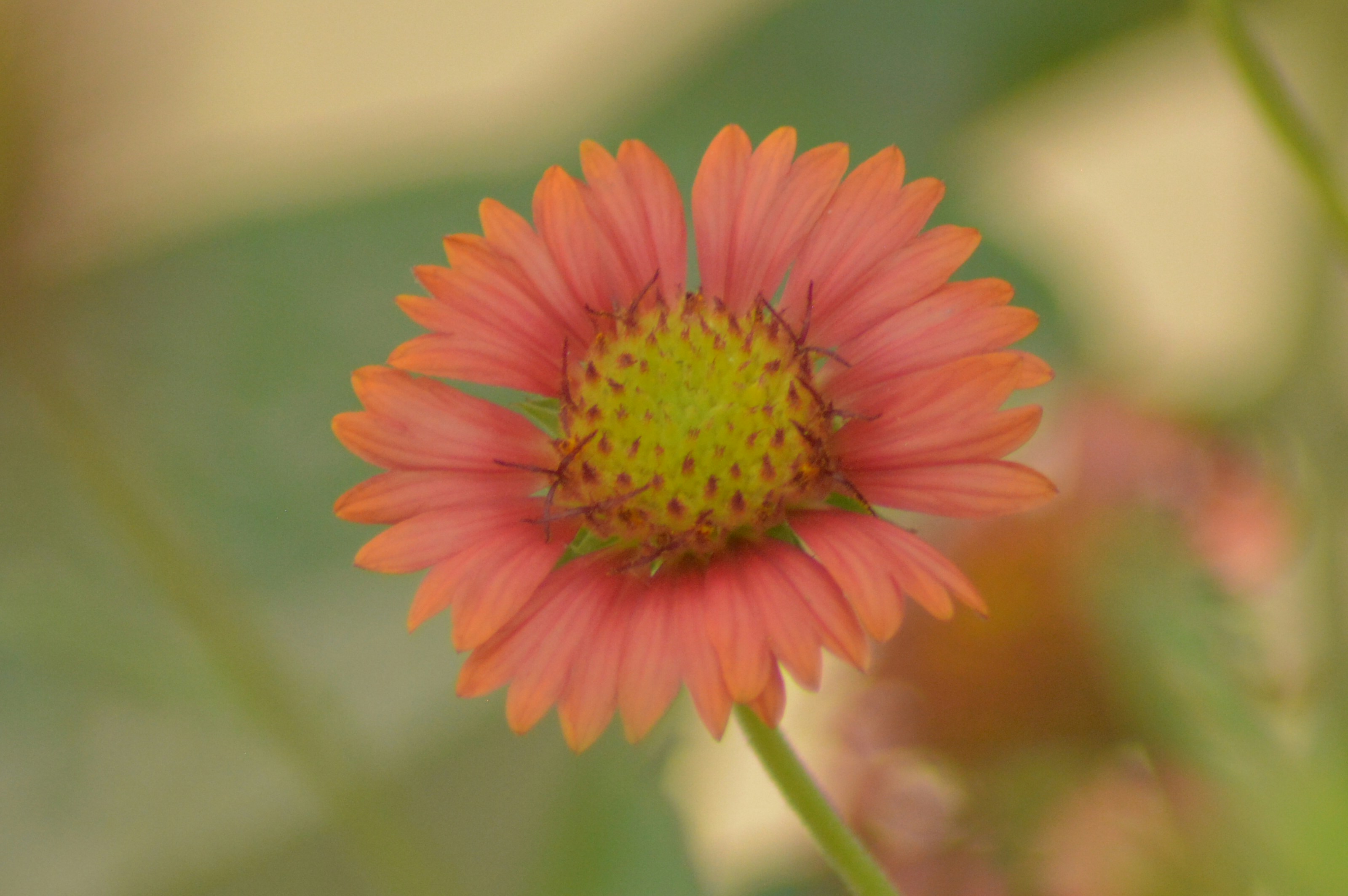 Close-up Bloom: Coral Daisy Center in Soft Focus Garden