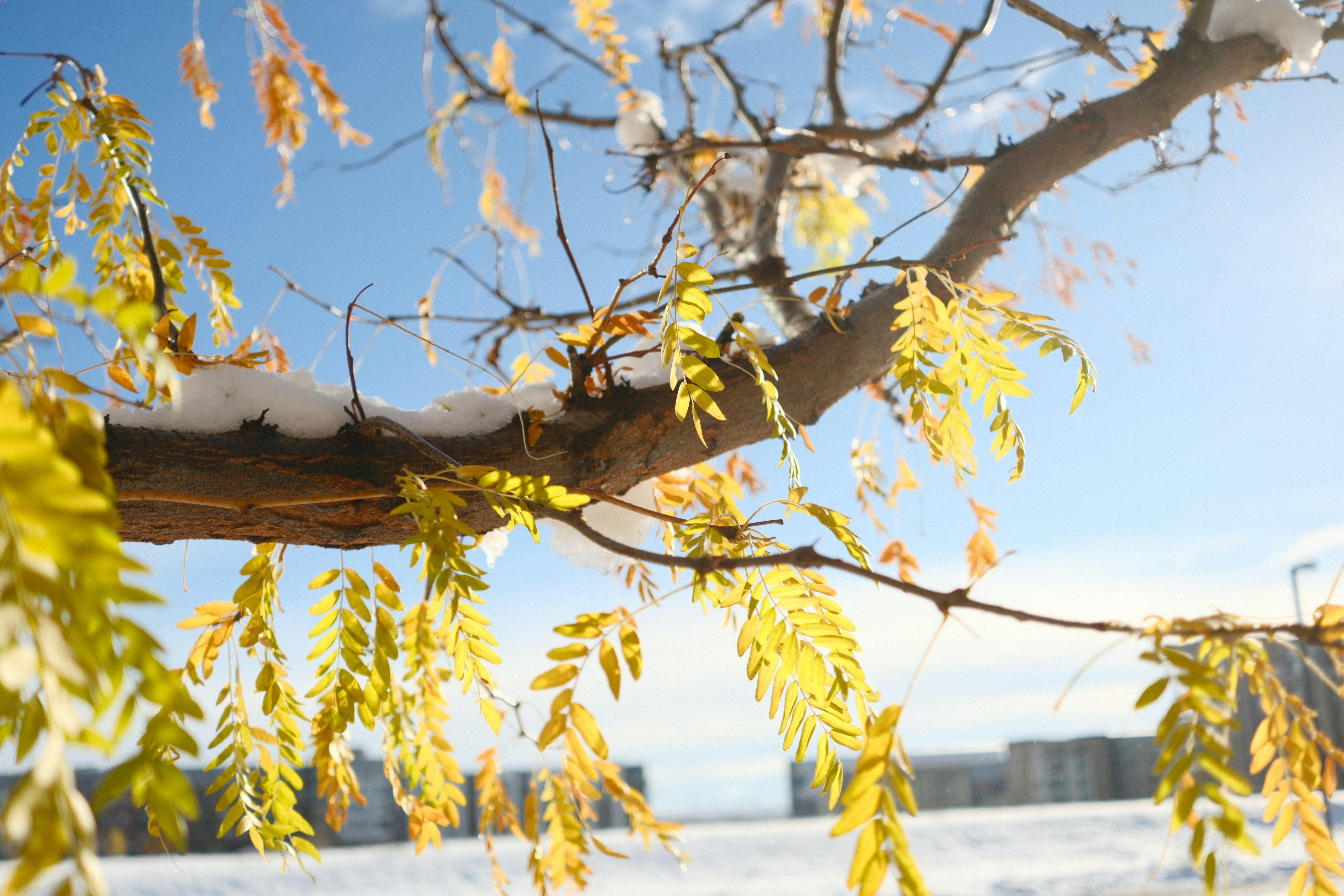 Autumnal Branch in Winter Light