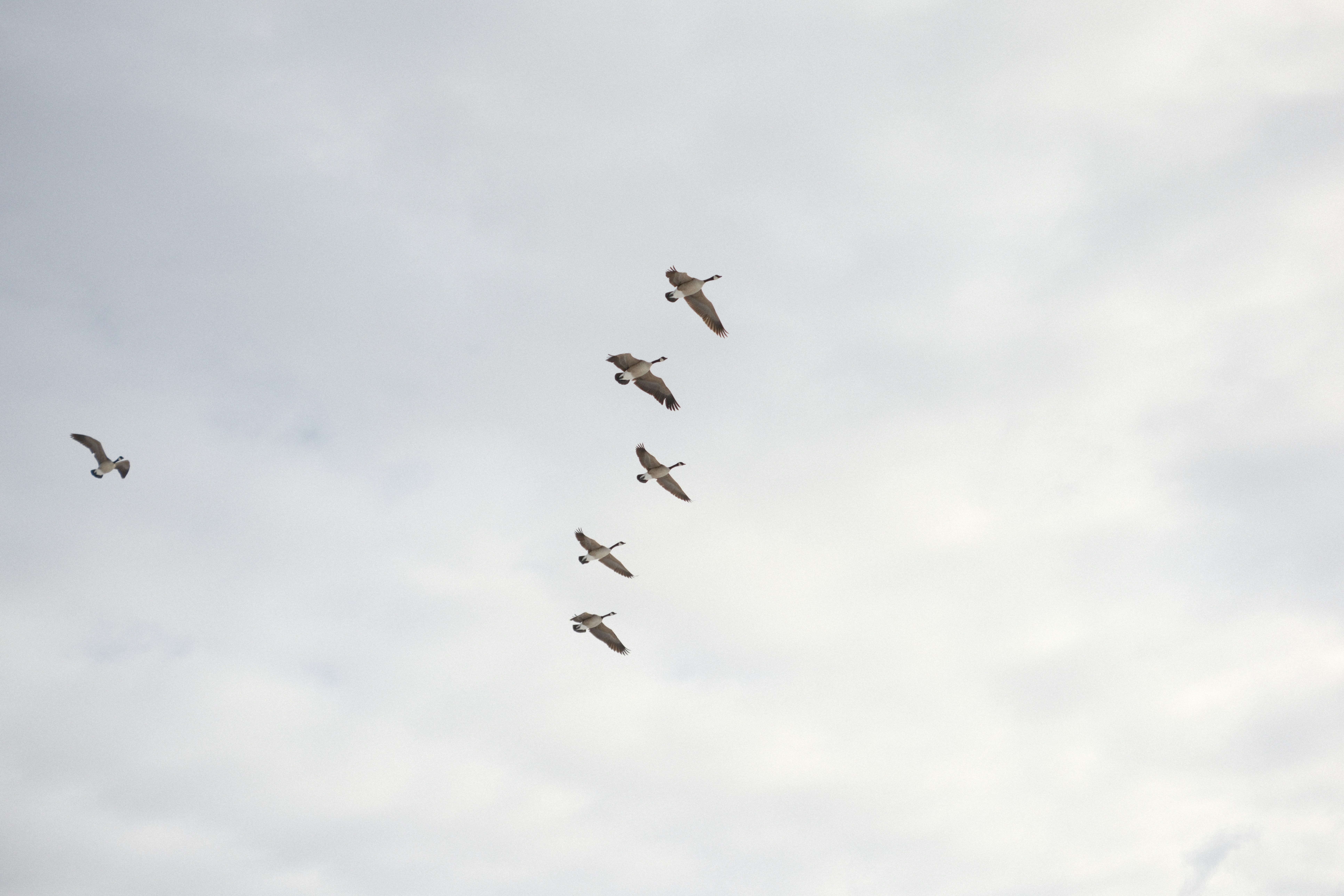 V-formation Ascent: Five Migrants Against a Soft Sky