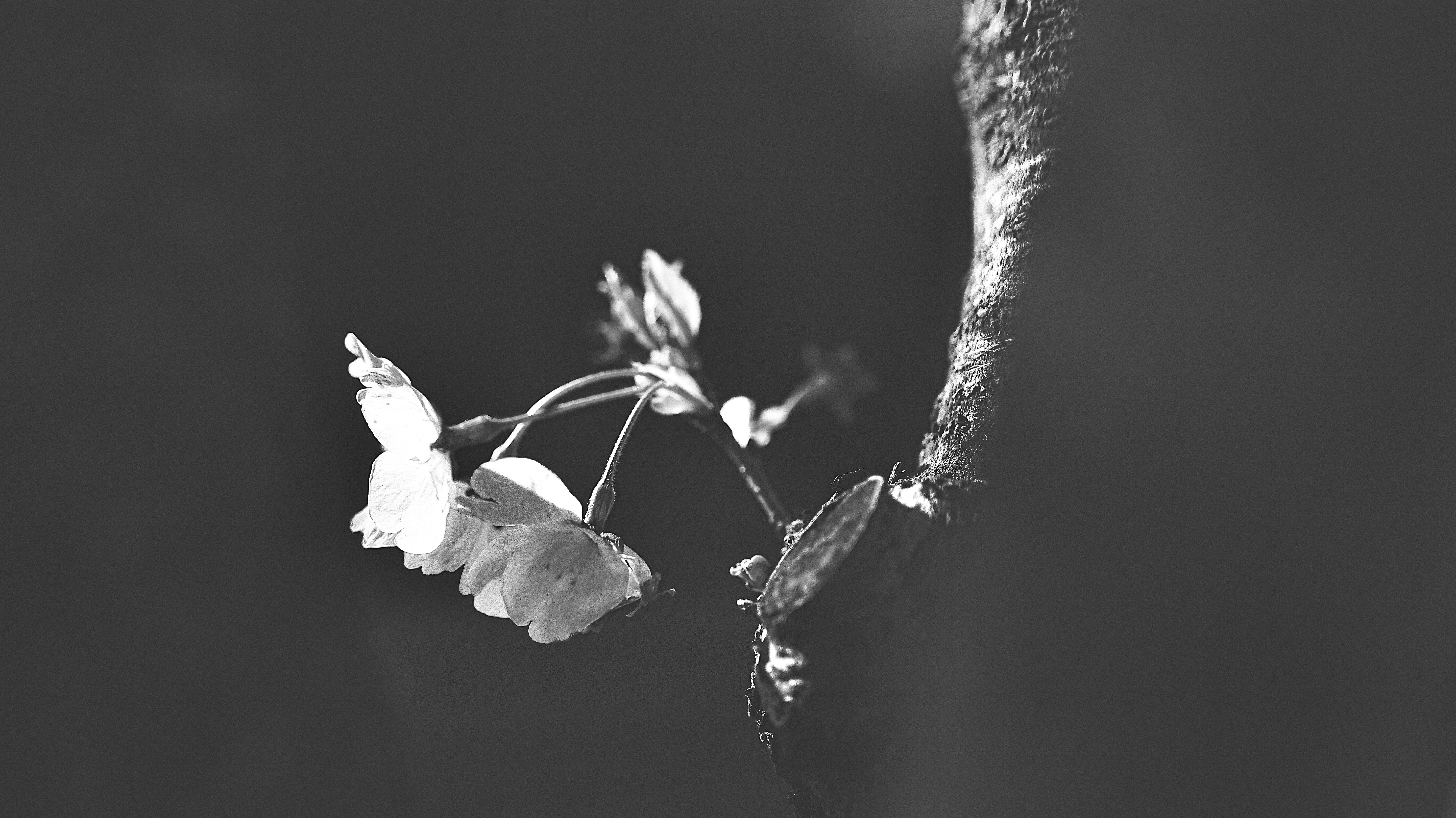 Muted Blossom on a Silent Branch