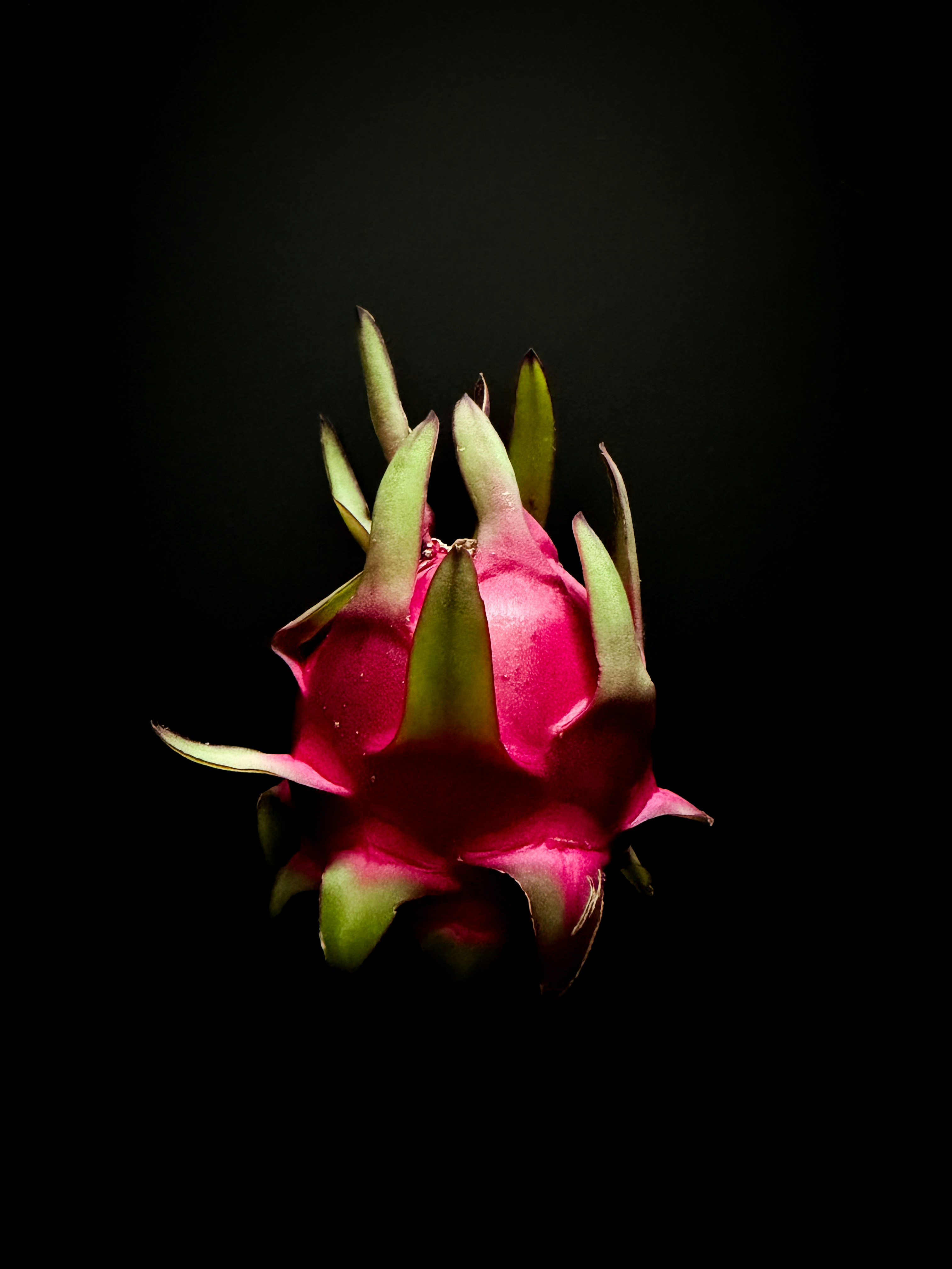 Midnight Bloom: Dragonfruit Pink Bud in a Velvet Darkness