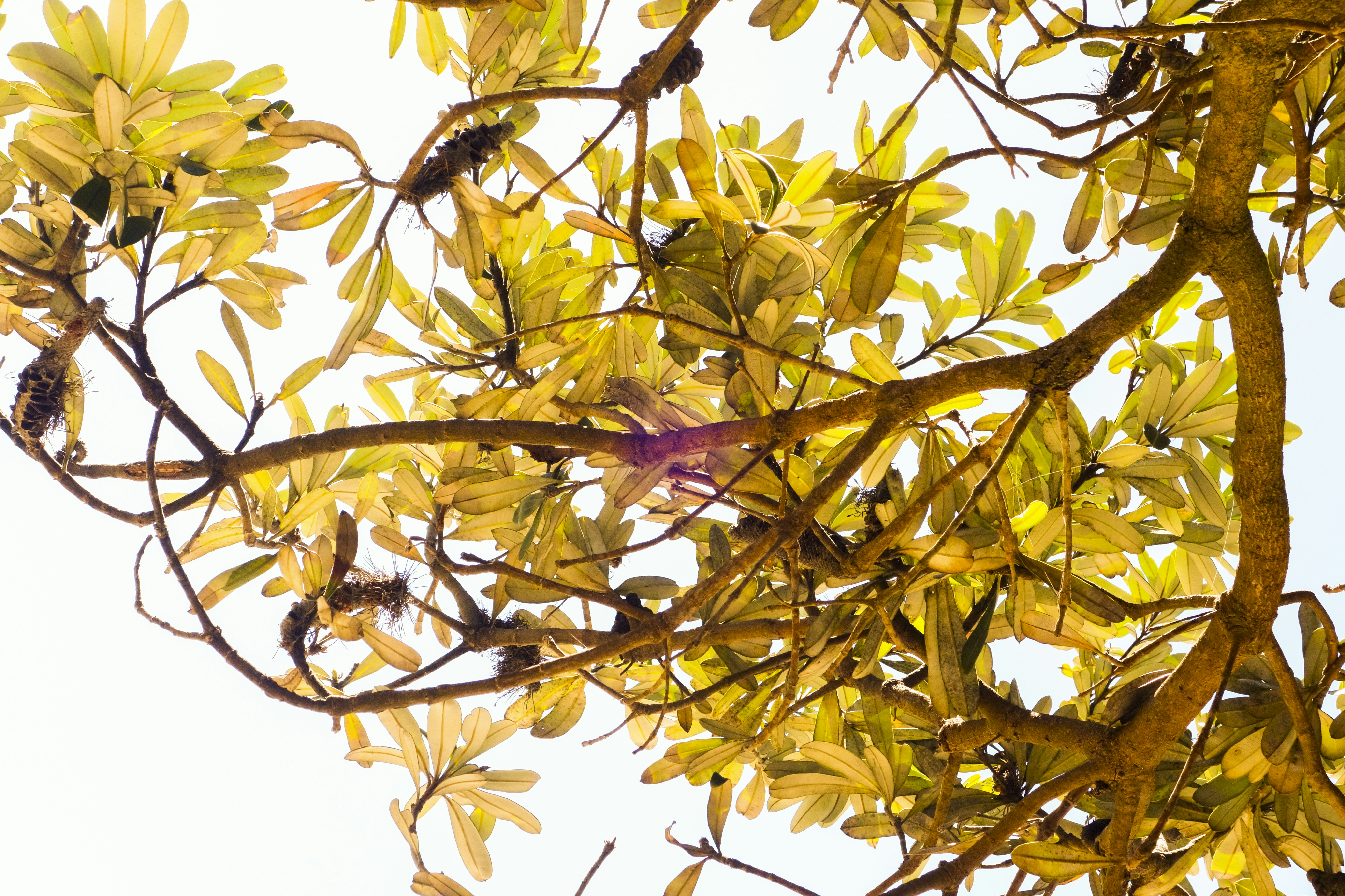 Sunlit Canopy: A Burst of Golden Leaves Across a Branch Network