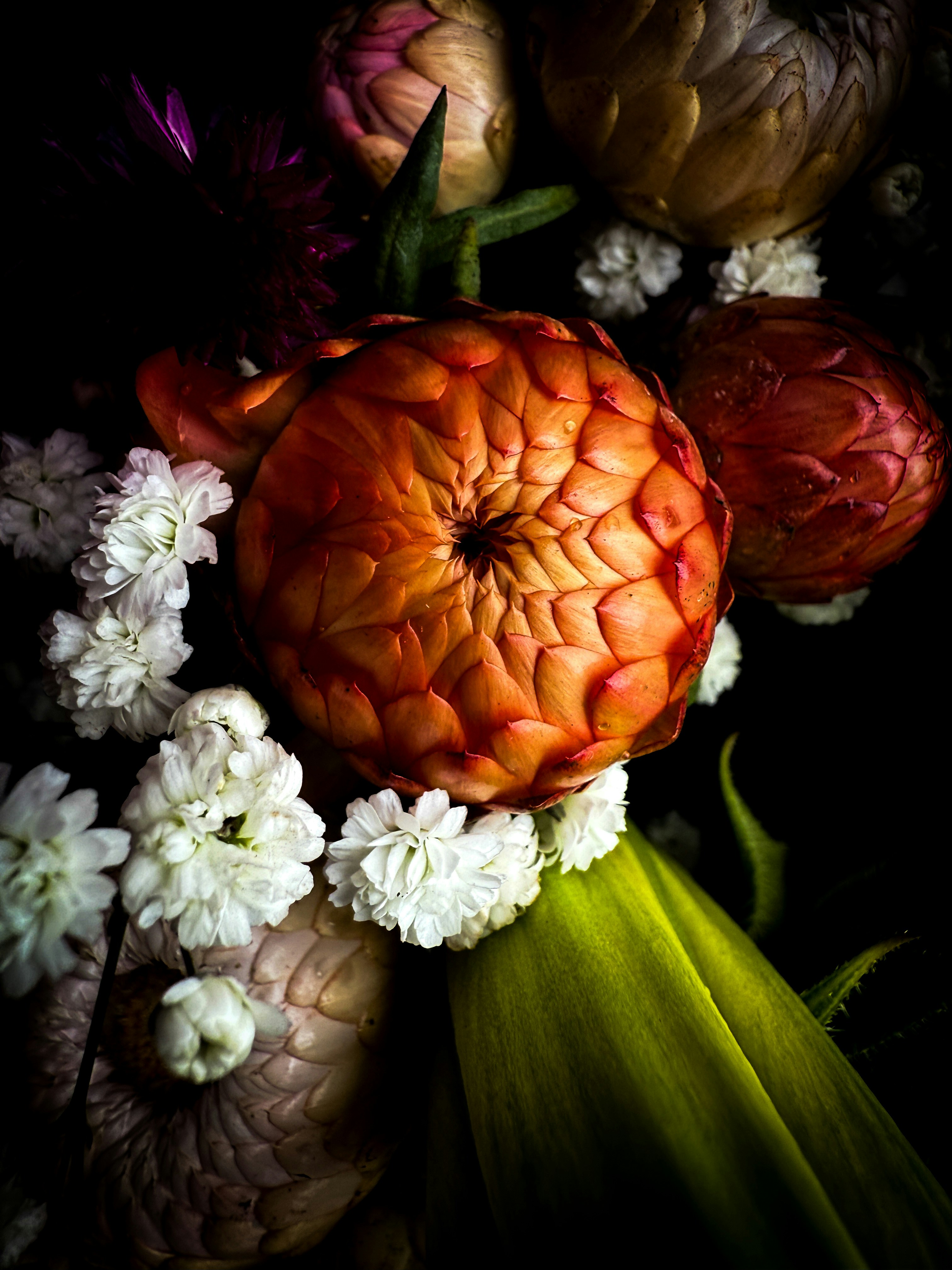 Crimson Bloom in Velvet Darkness