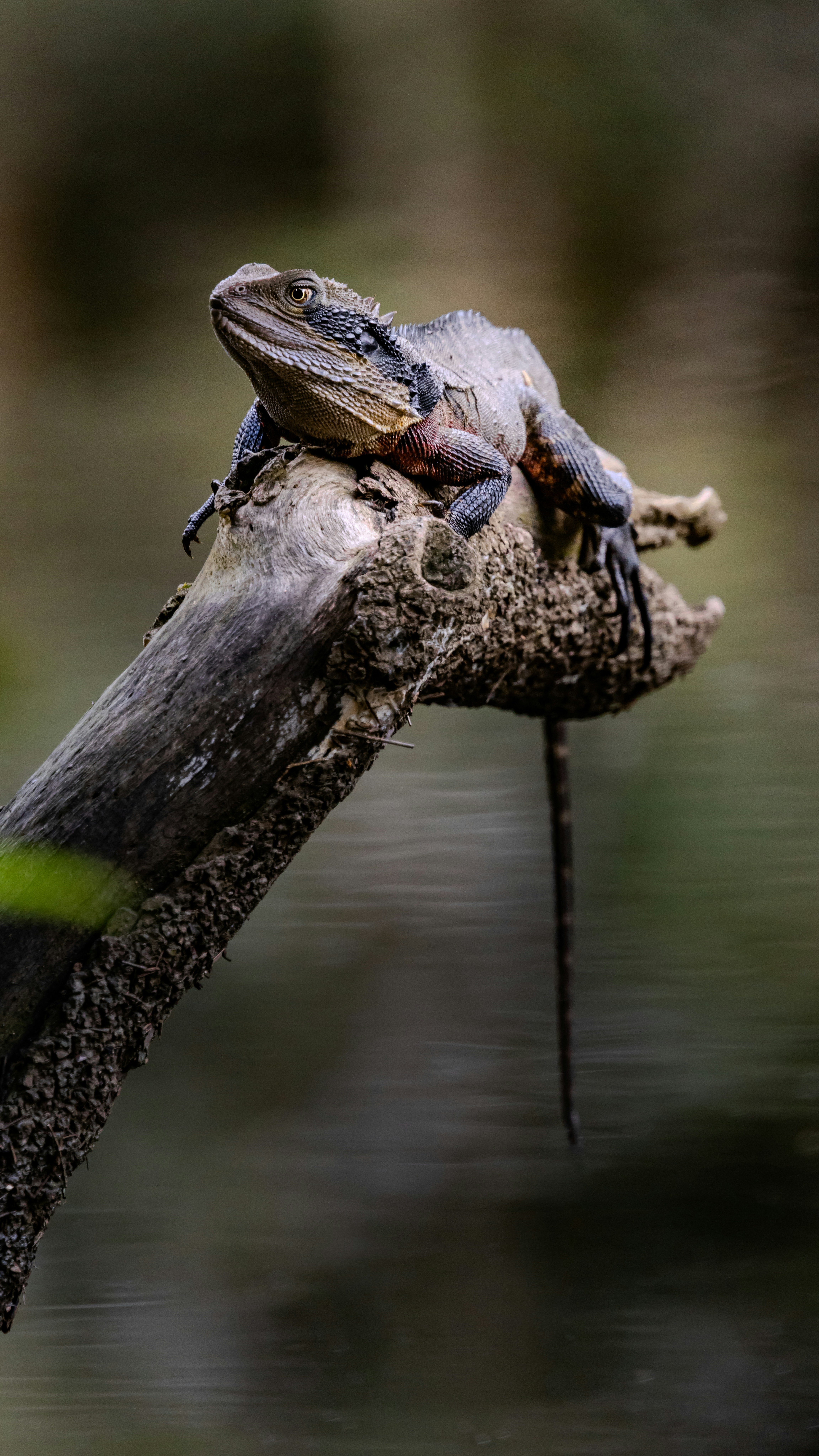 Dragon on a Log: Perched Sentinel by the Quiet Pond