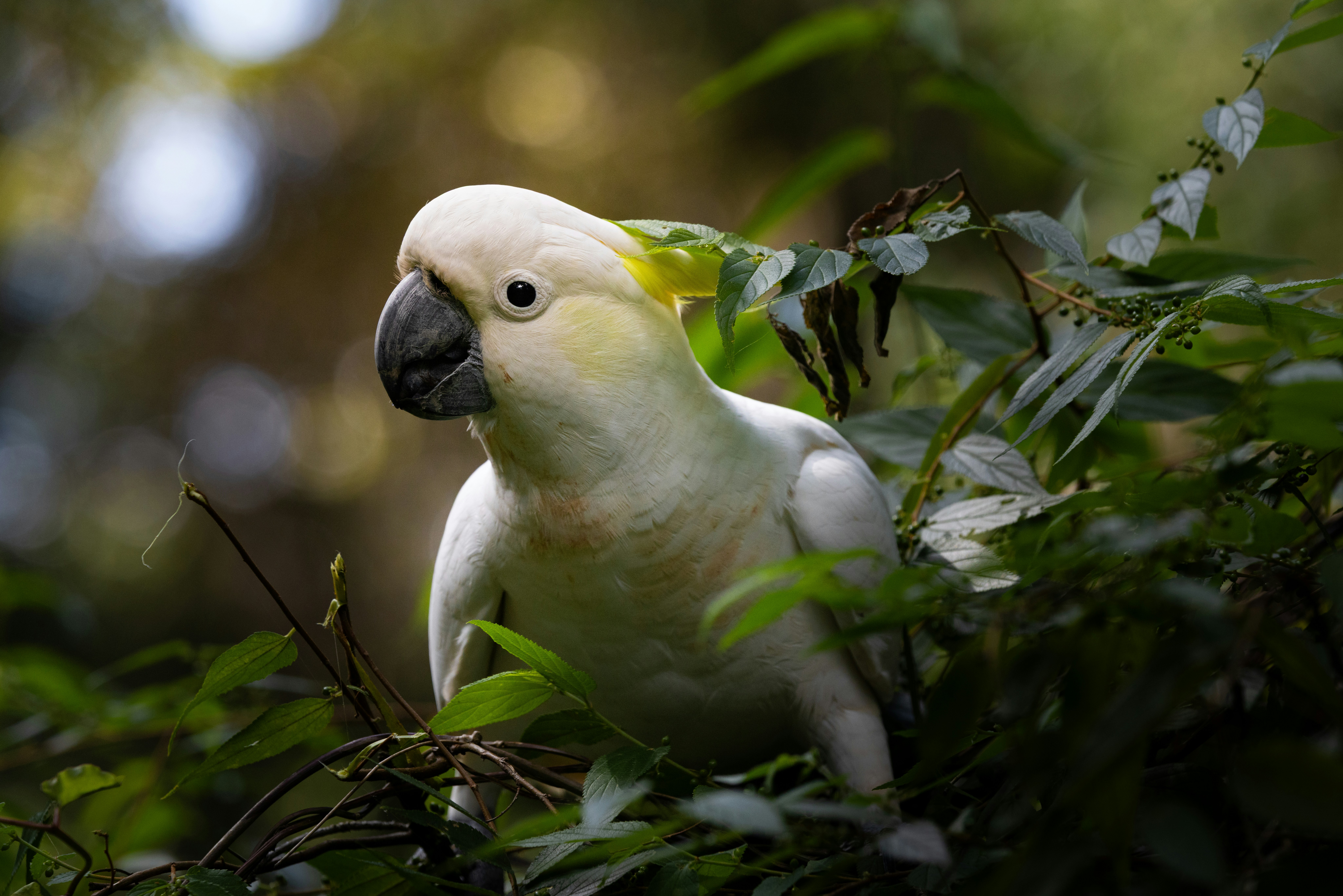 White parrot with pale yellow face perched among dark green leaves and branches, natural forest setting with soft bokeh background.