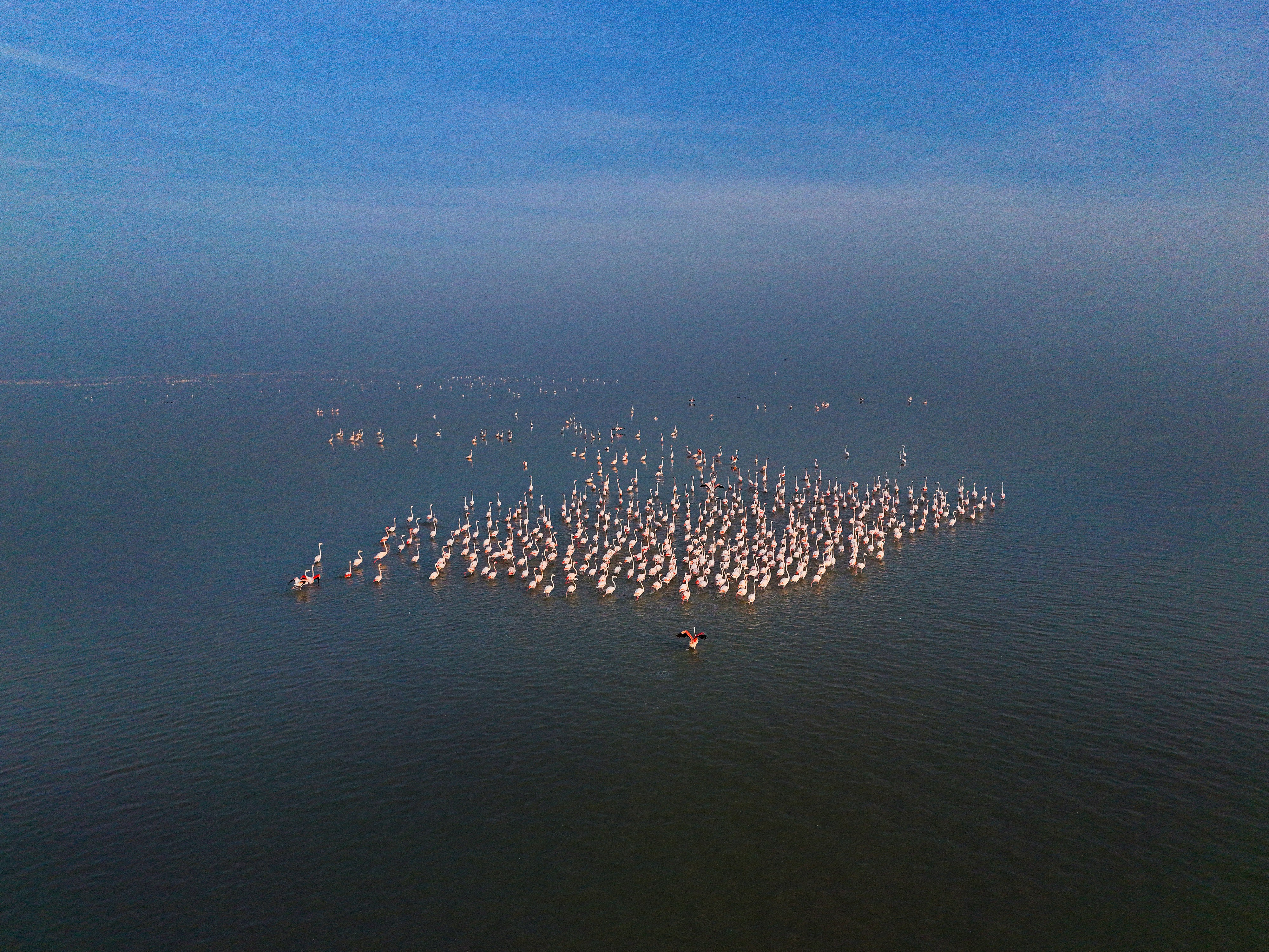 Vagrant Assembly: A Vast Flock of Seabirds Breaks the Horizon