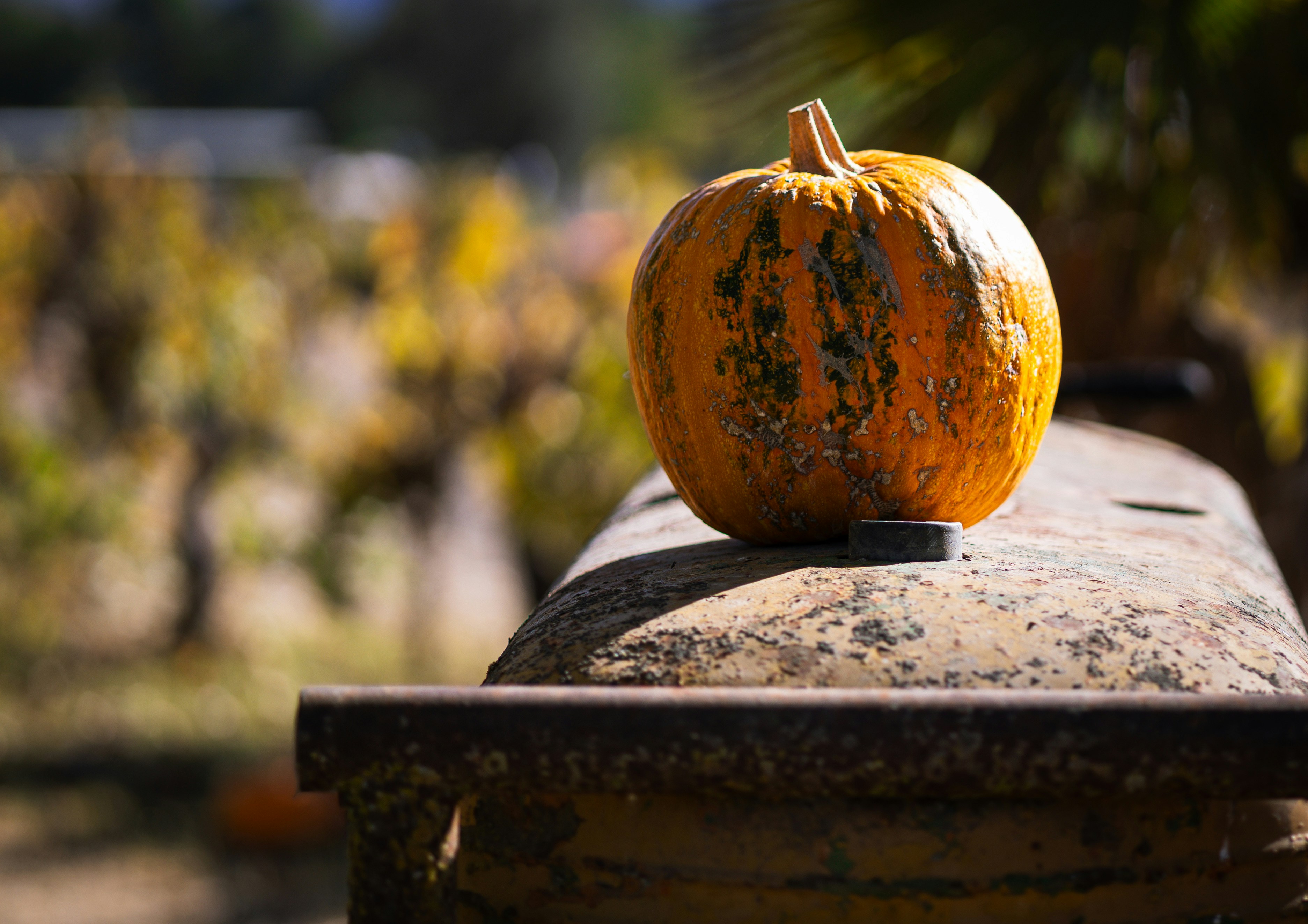 Pumpkin on a Weathered Fence Post: Autumn Light and Rust