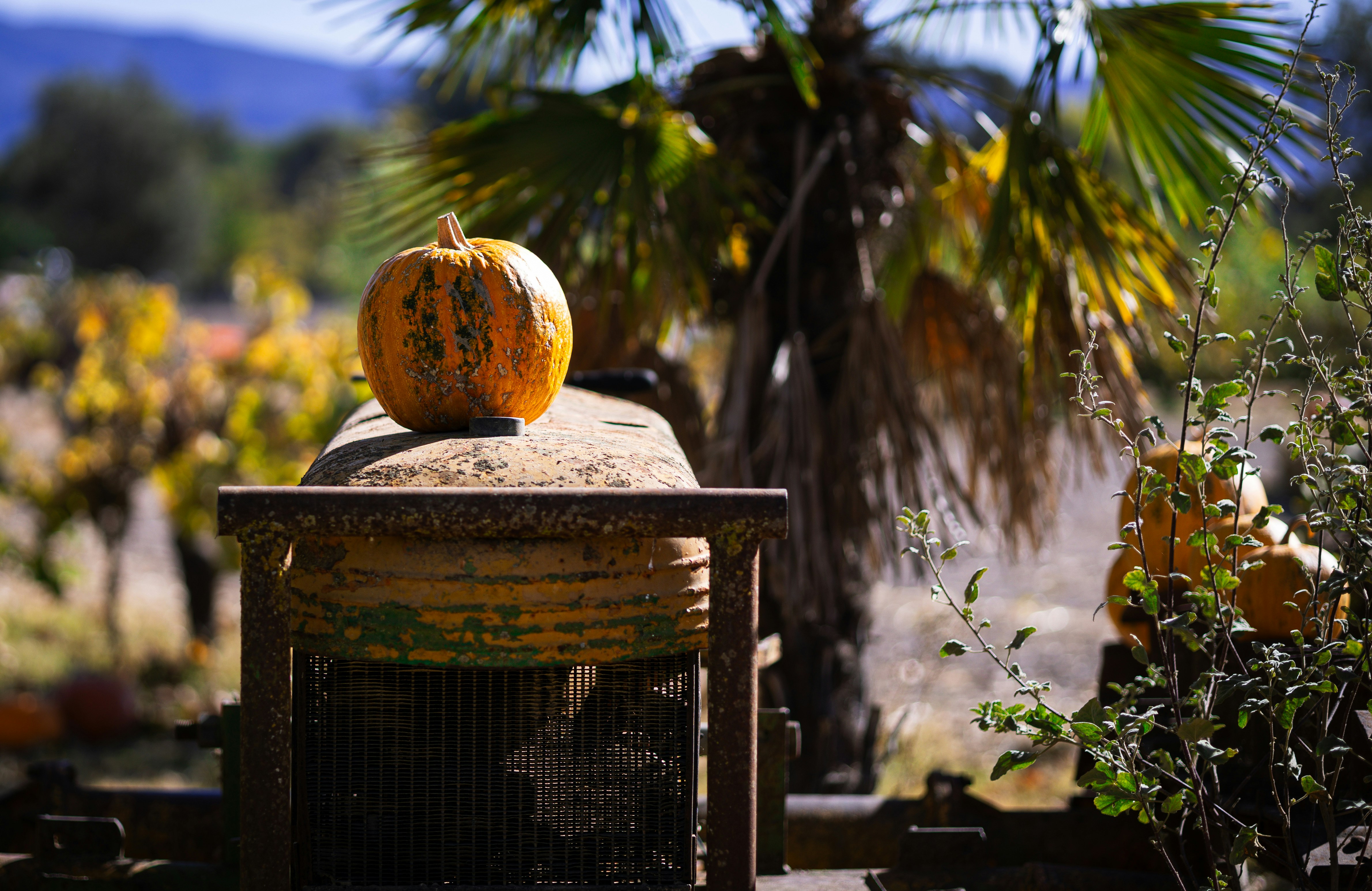 Pumpkin Sentinel on Sunlit Garden Apparatus