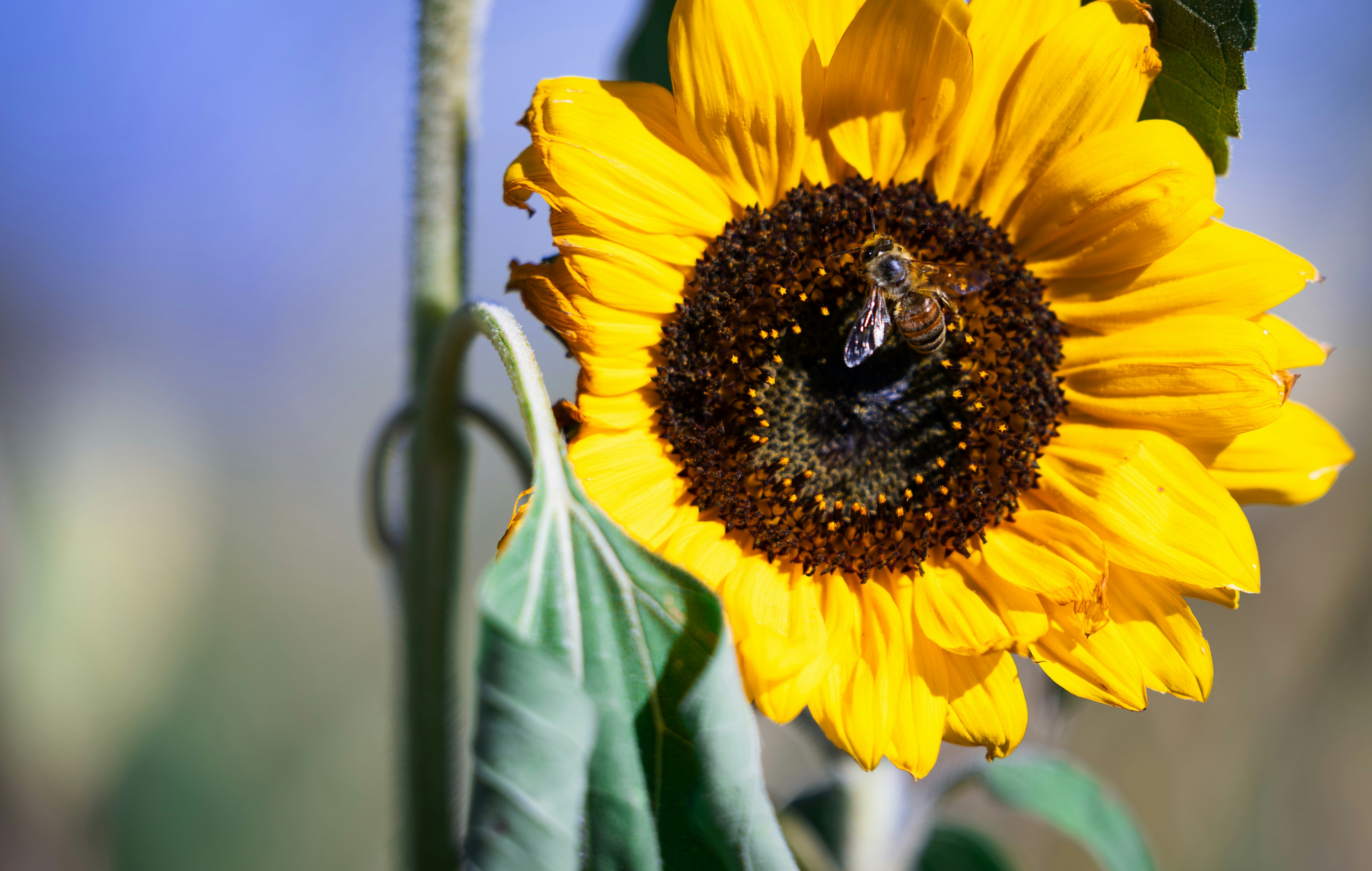 Sunflower Sentinel: Bee at the Heart of Summer Bloom