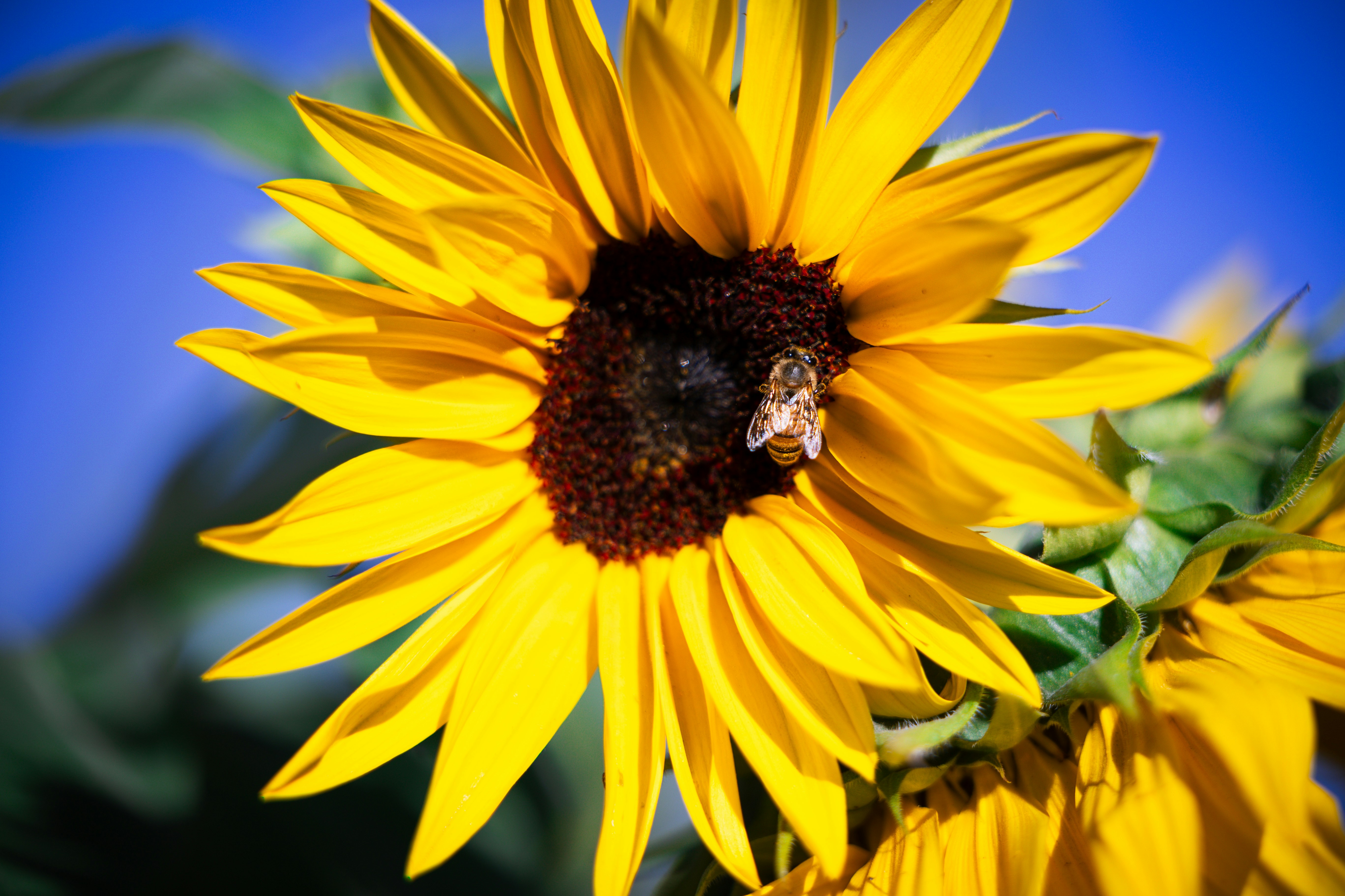 Buzz on the Bloom: Bee at the Sunlit Sunflower