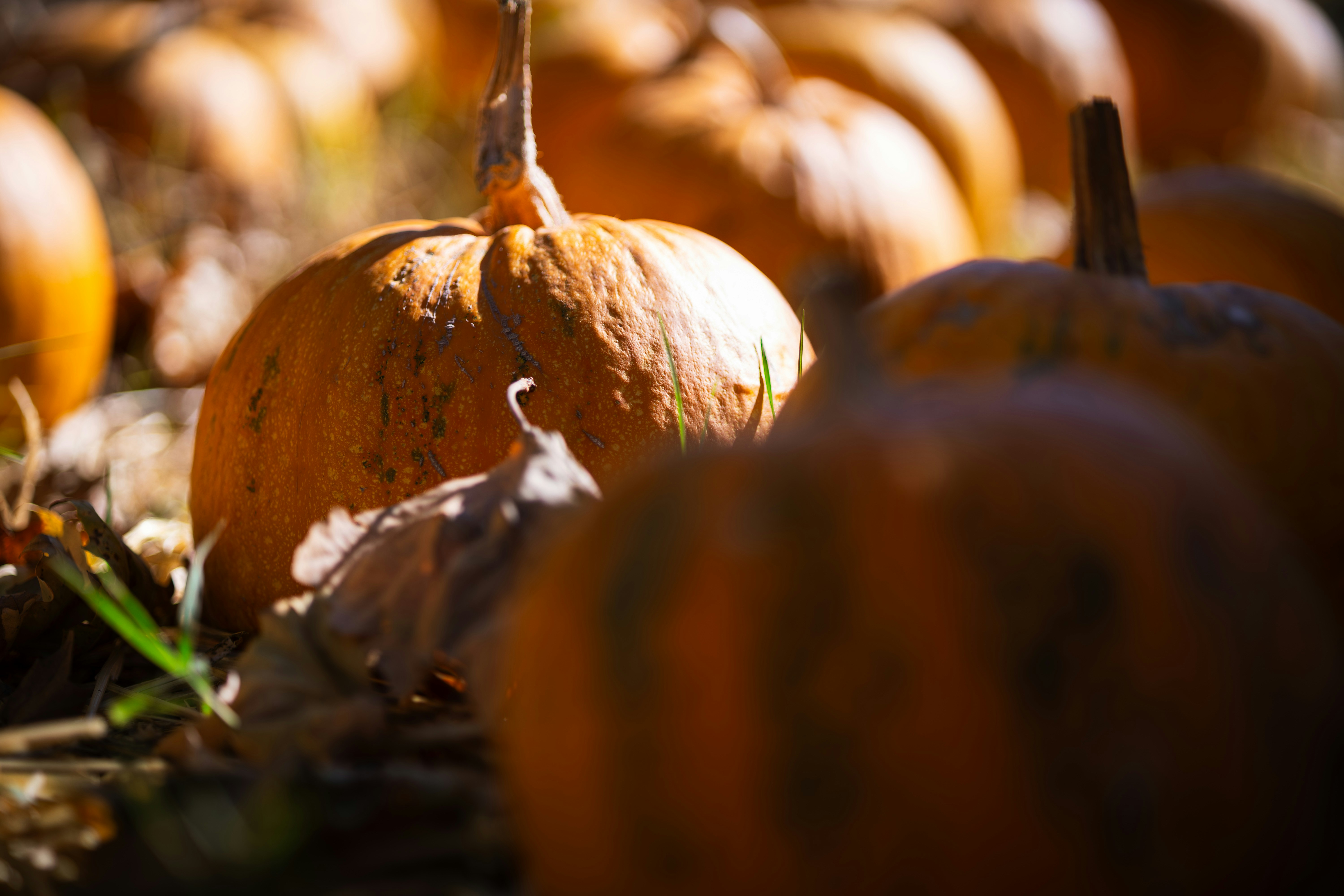 Hidden Glow: A Pumpkin in the Sunlit Patch