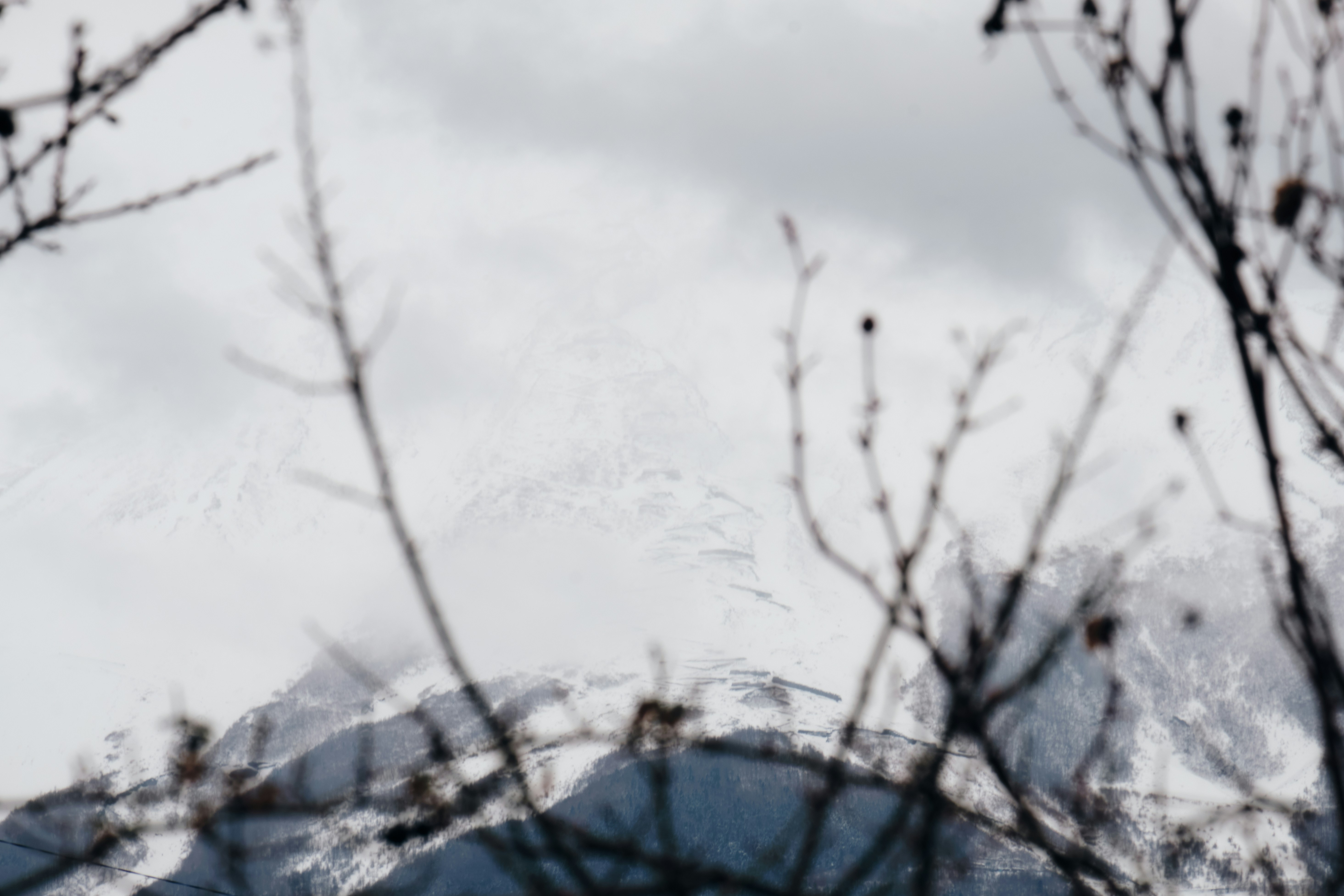Snow-Capped Ridge Veiled by Winter Branches