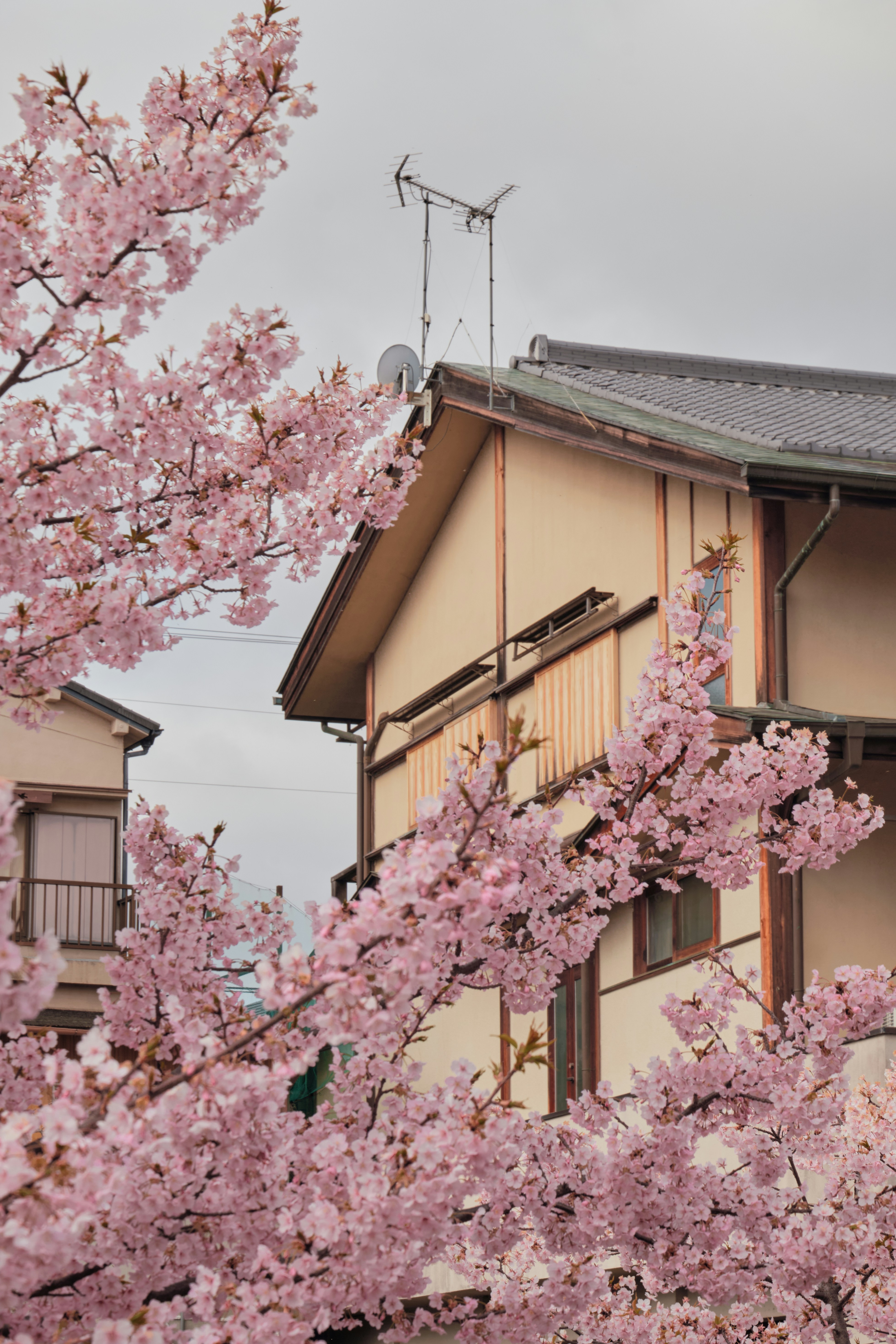 Cherry Bloom and Quiet Rooftop: A Moment of Spring in Suburban Japan