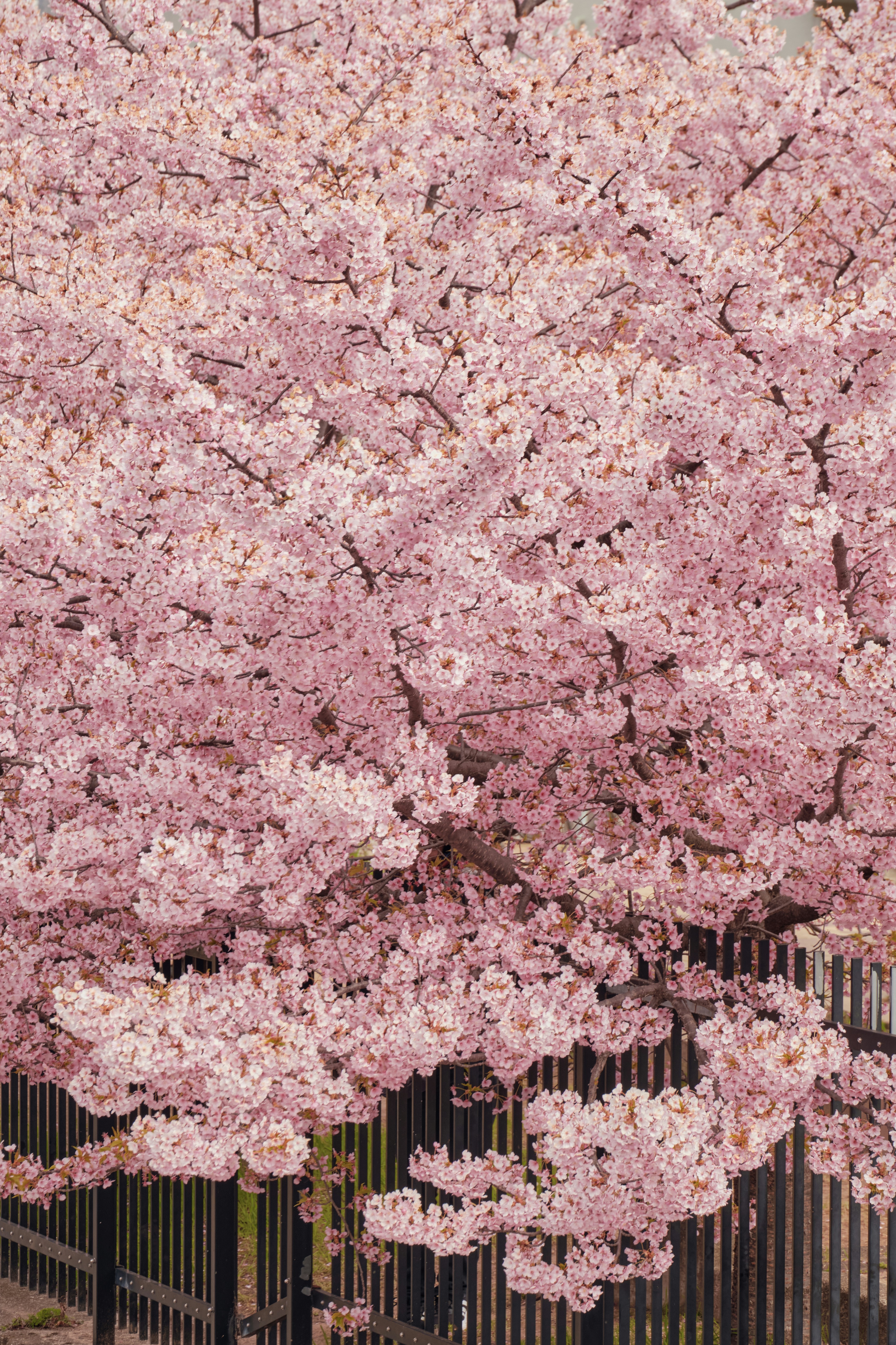 Blush Canopy: A Garden of Sakura in Full Bloom