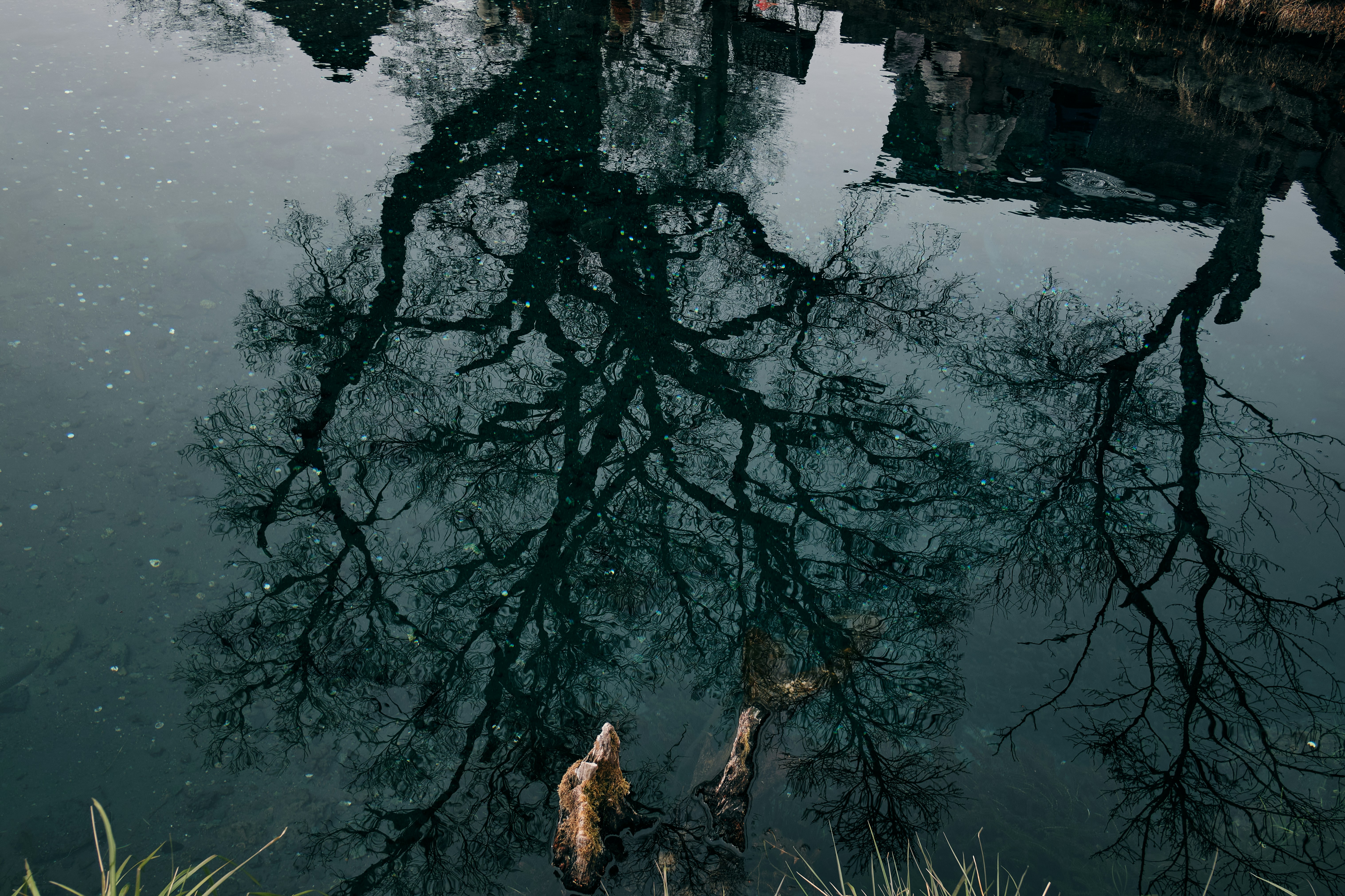 Reflections Beneath the Willow — Submerged Roots in Quiet Waters