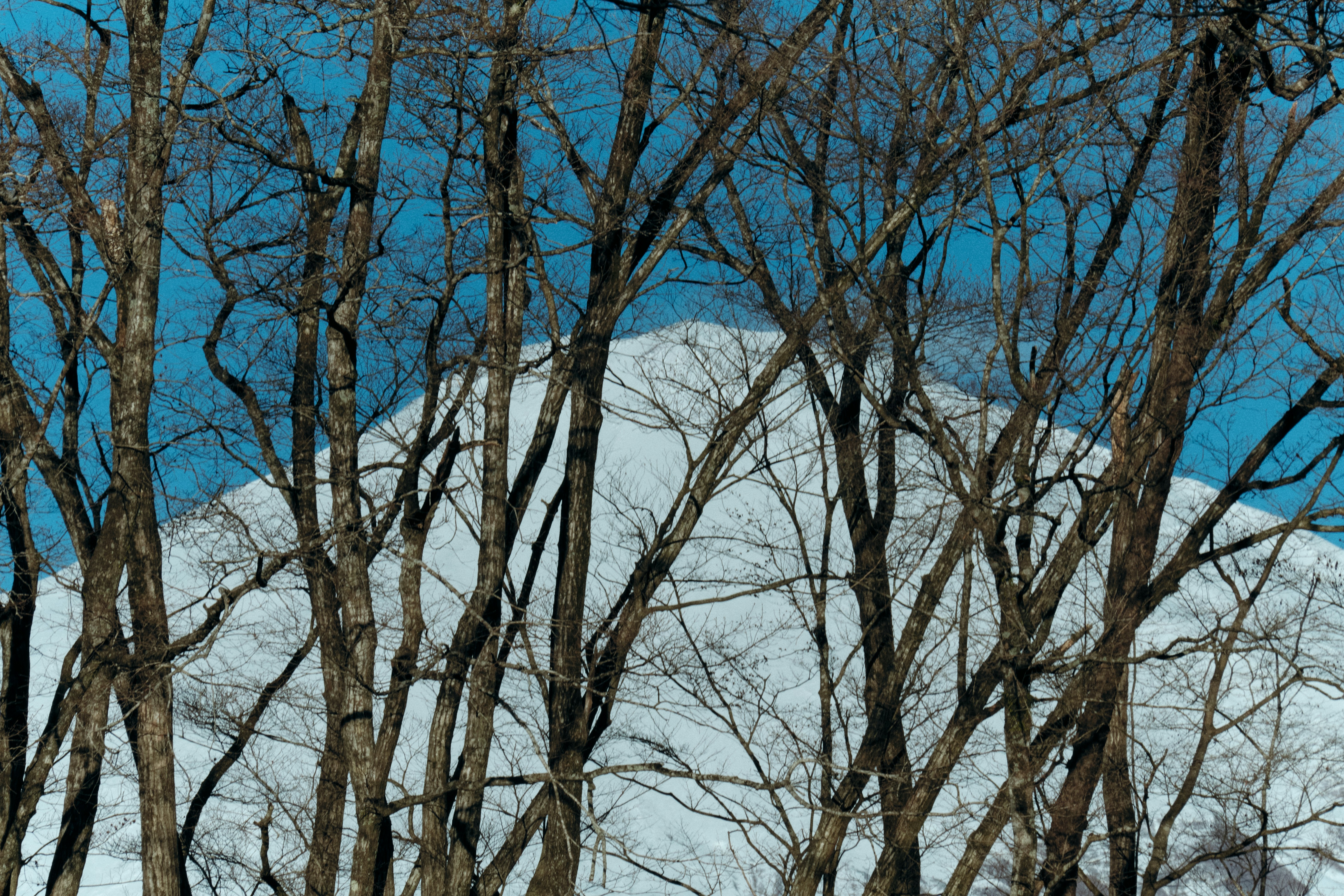 Bare Branches Against a Crisp Winter Sky