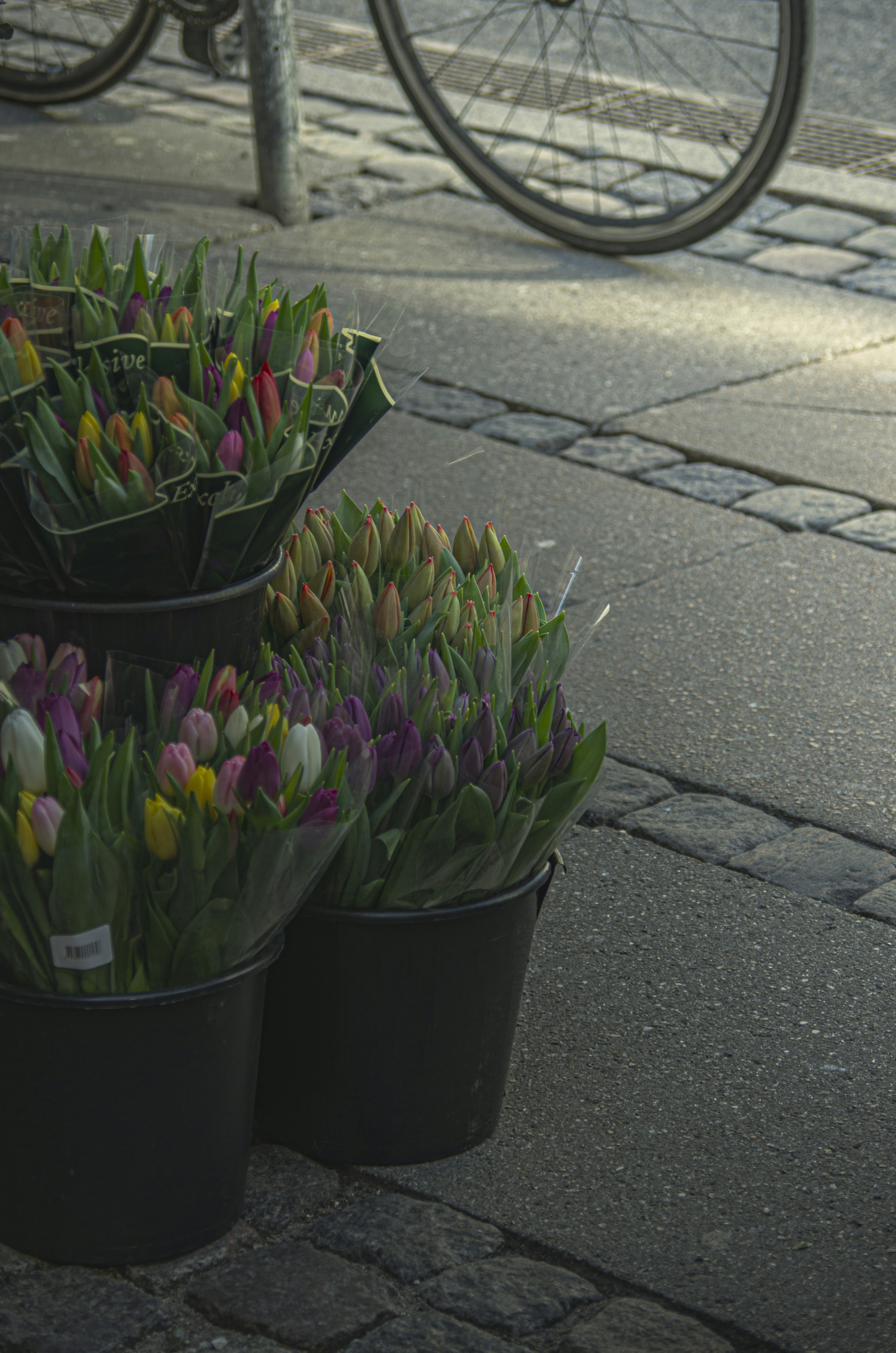 Bouquets on the Pavement: Tulip Stacks by the Bike Rack