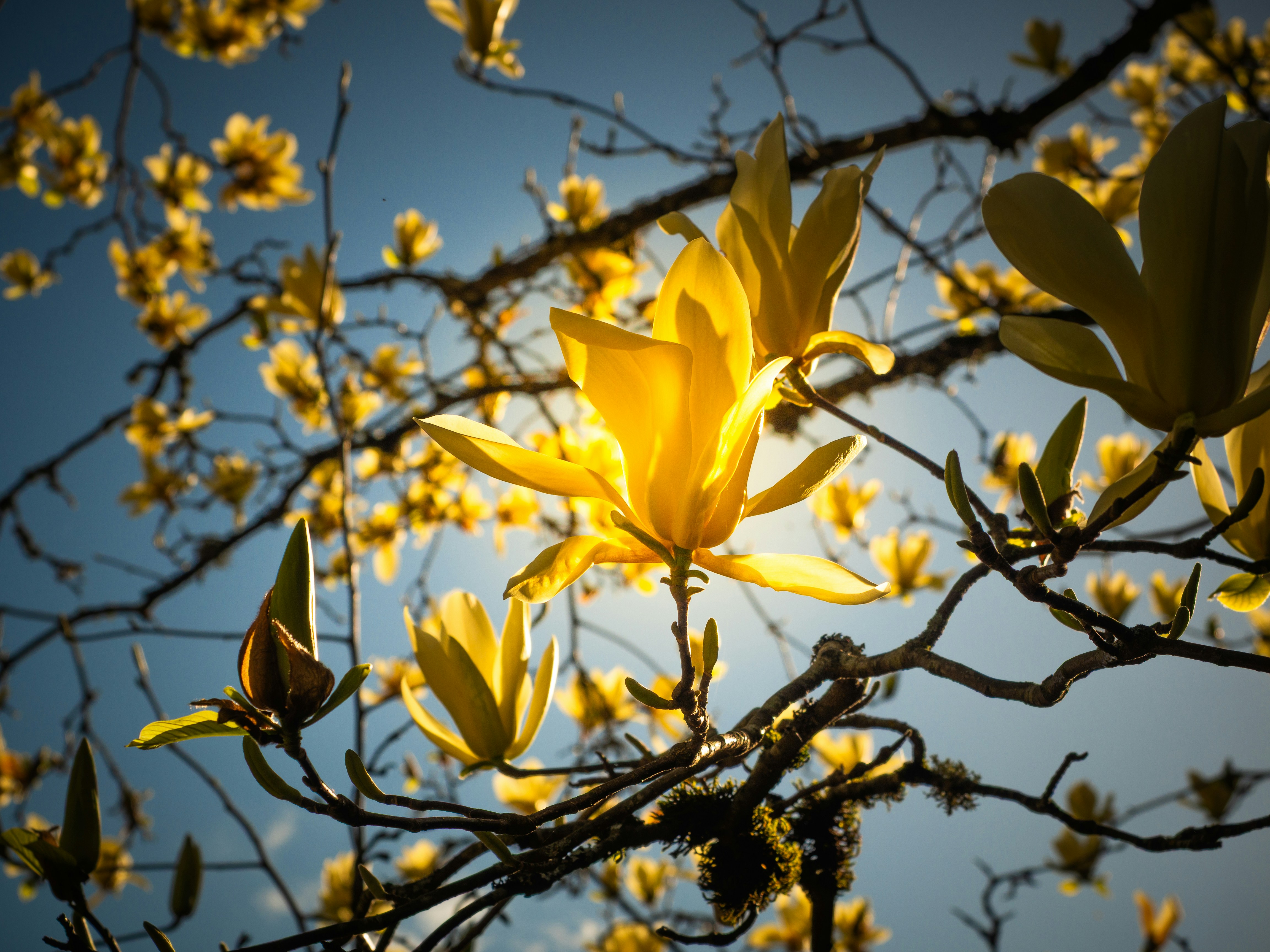 Golden Magnolia Burst Against a Clear Sky