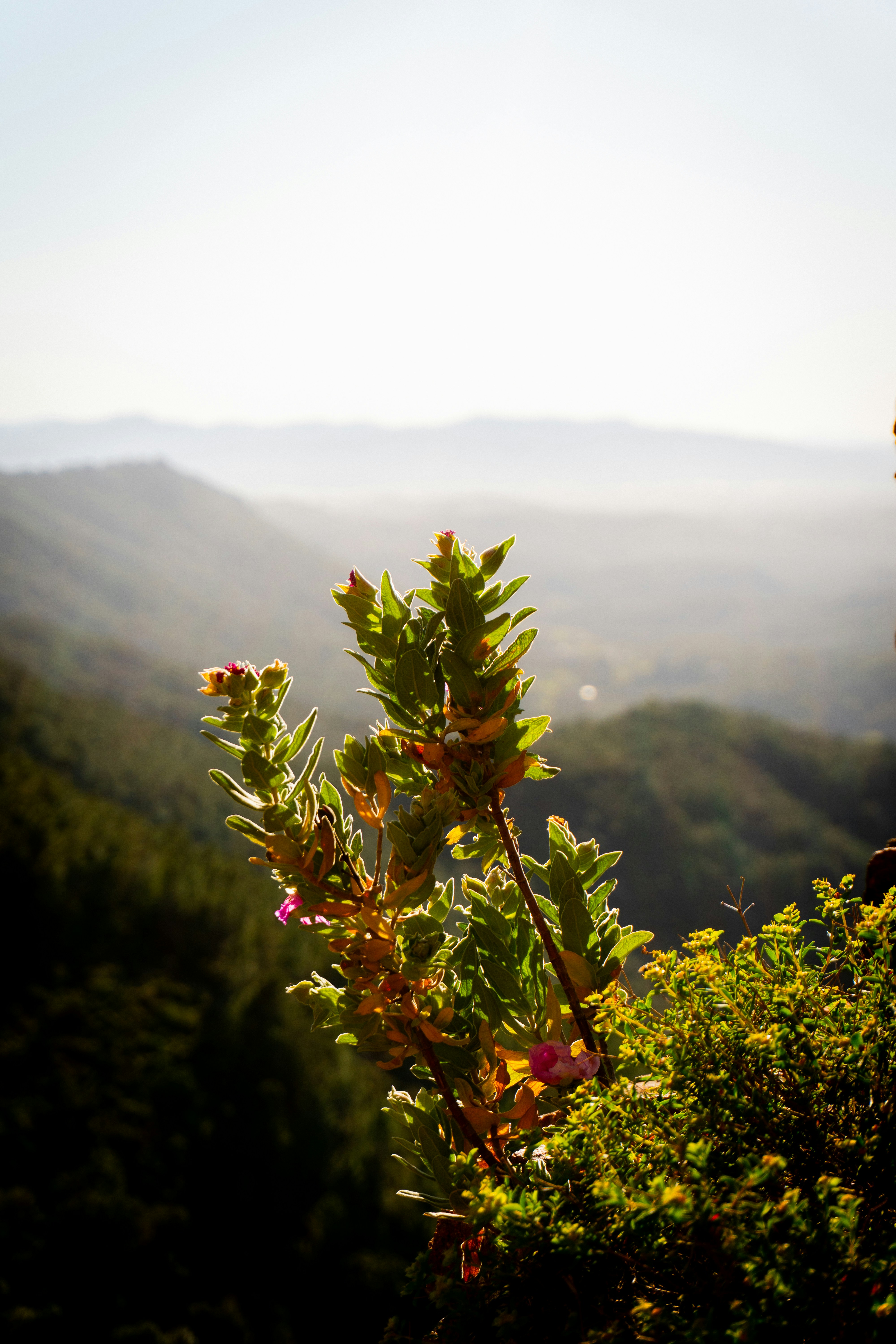 Sunlit Sprout: A Highland Plant Reaching Toward the Light