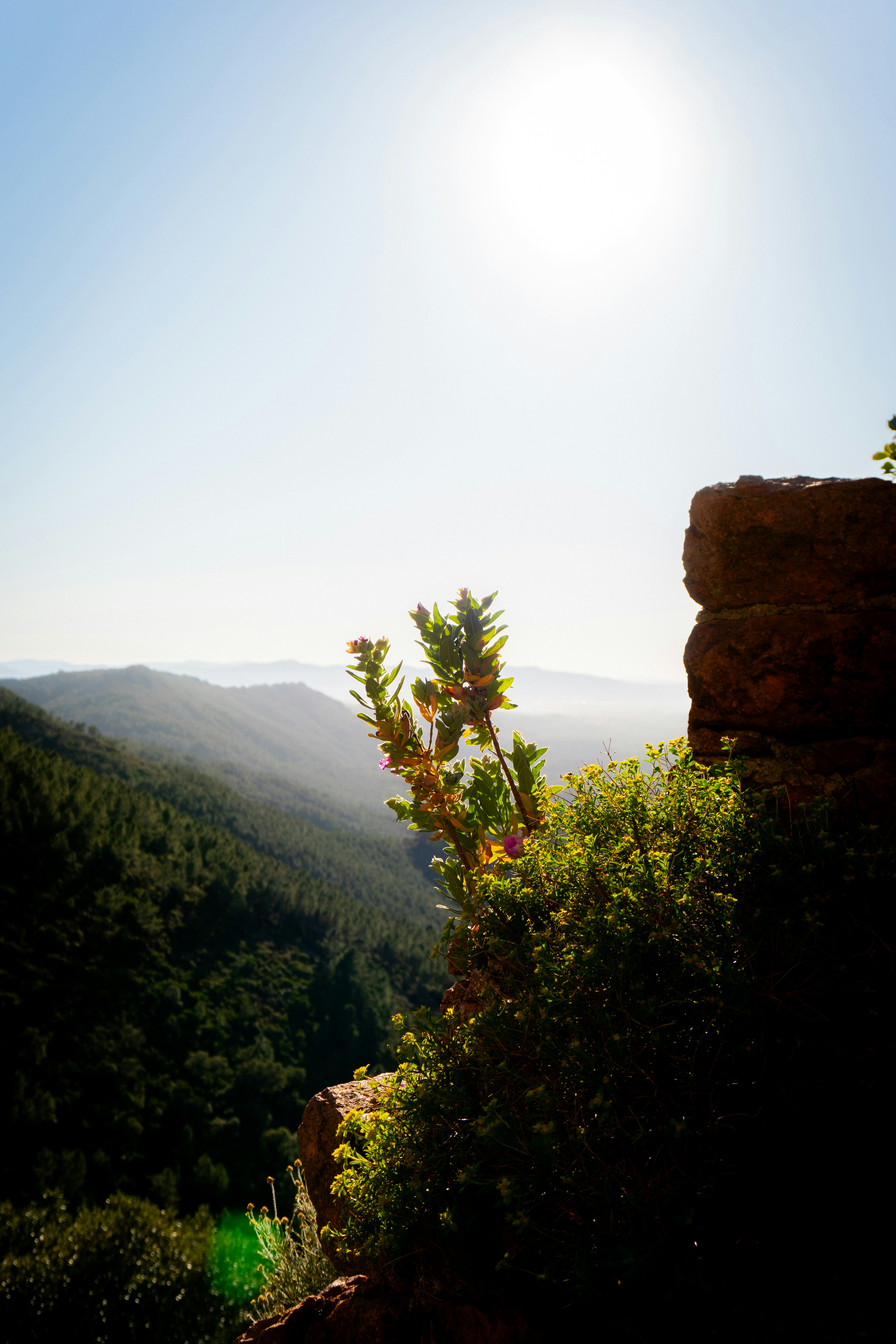 Sunlit Edge: Plant Clinging to a Cliff Overlooking a Mountain Valley