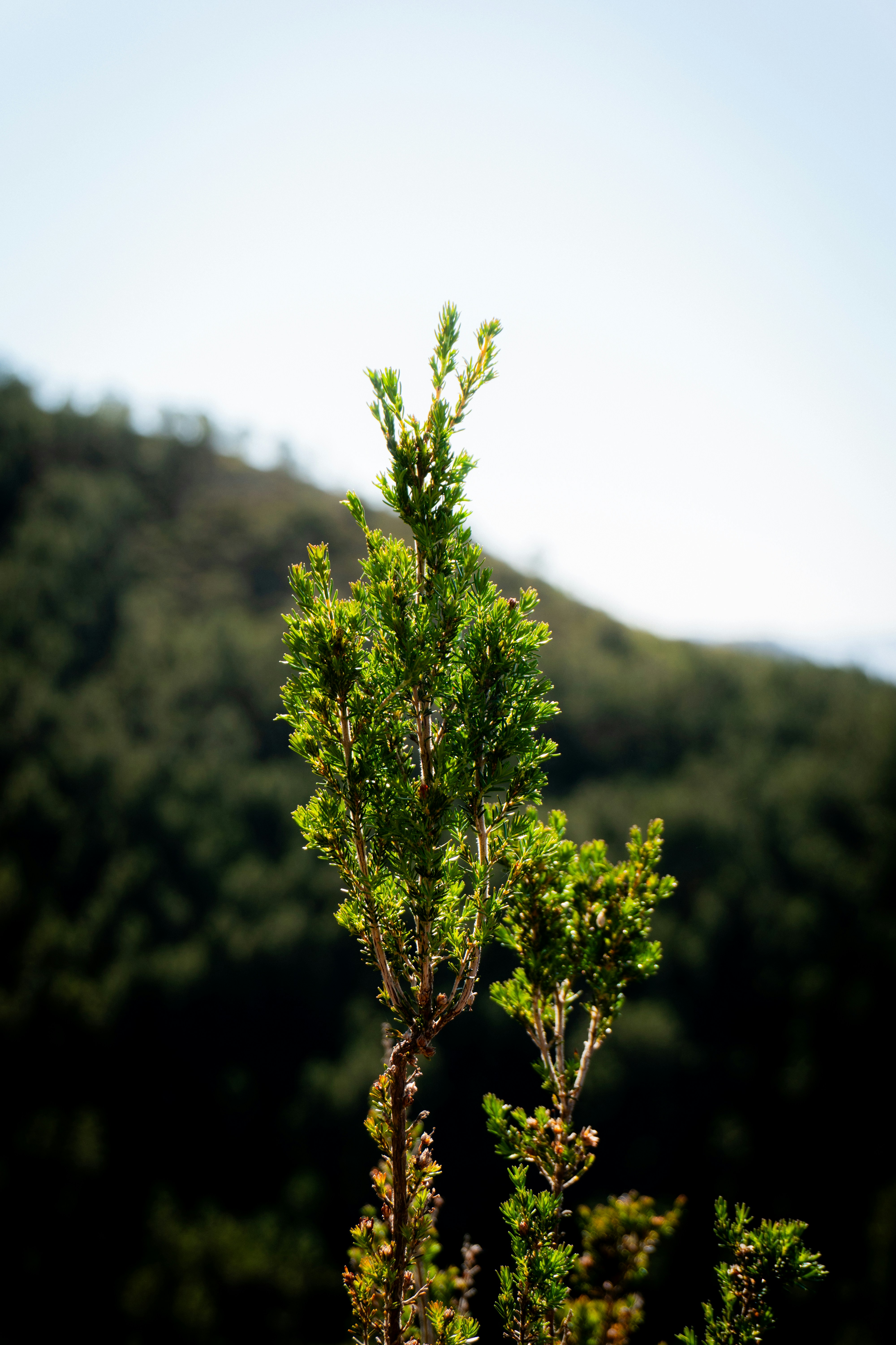 Sapling in the Spotlight: a sunlit evergreen reaching toward the sky