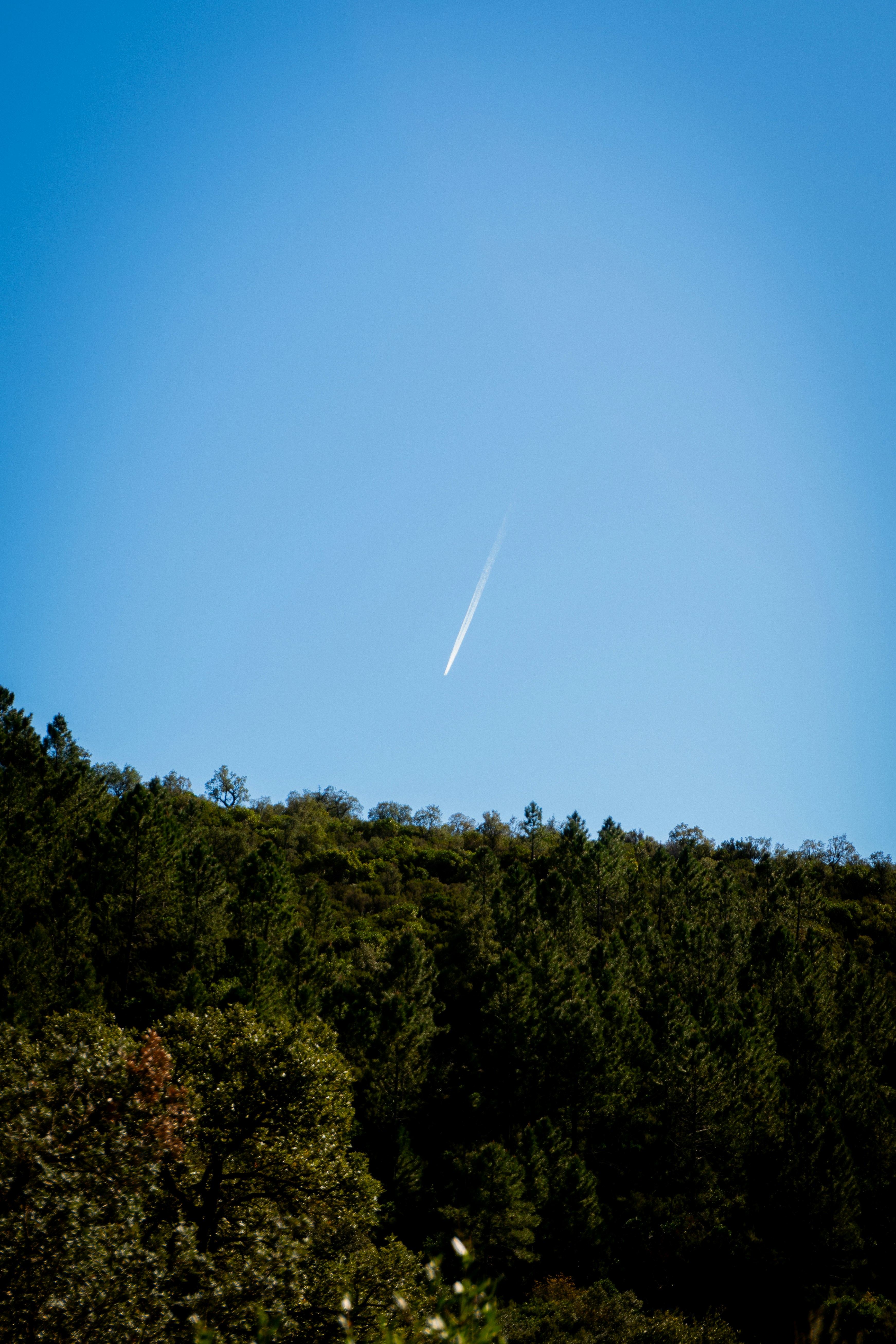 A Lonesome Skyward Needle Above the Tree Line