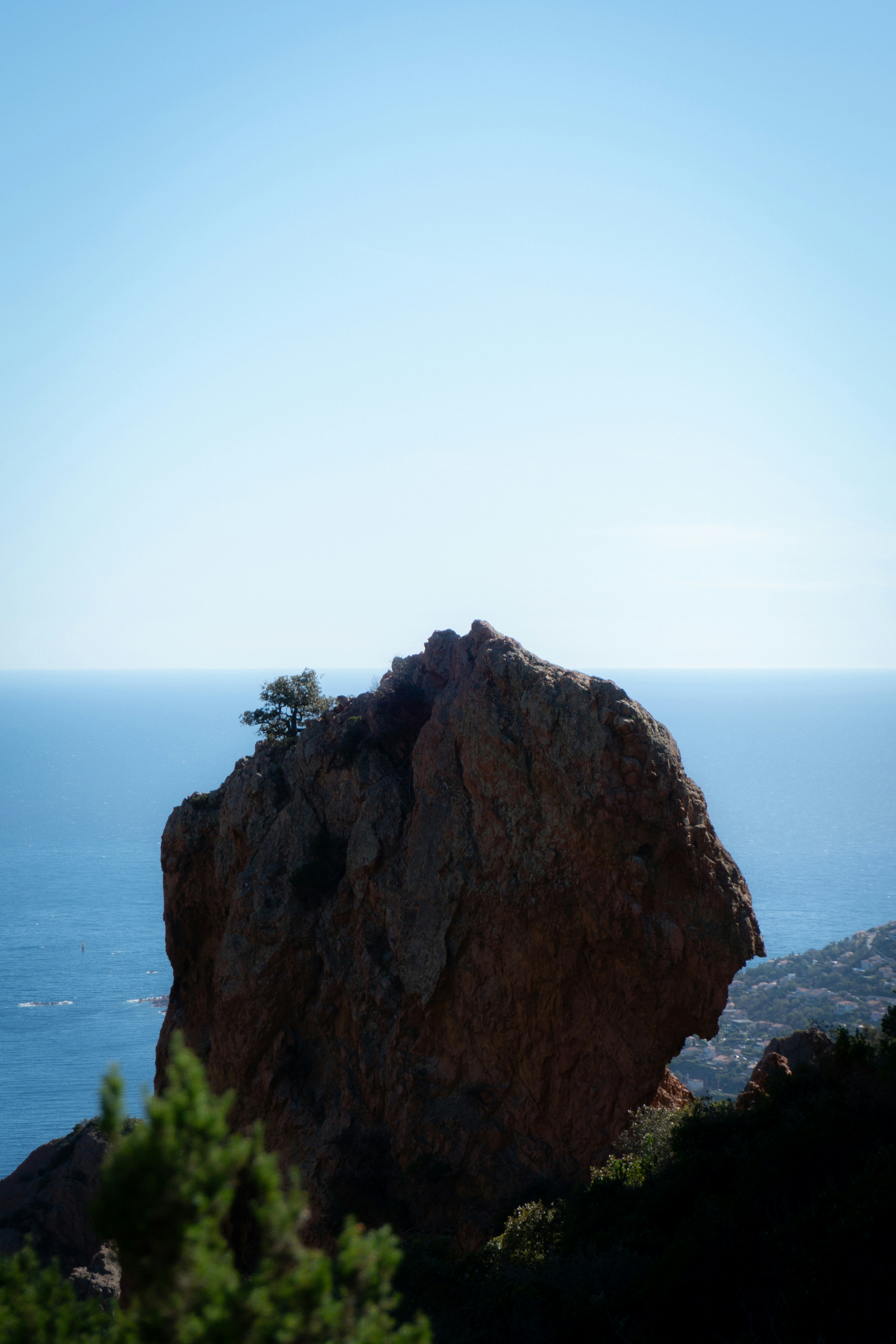 Sea Cliff Sentinel: A Lone Pine Standing Guard on a Rugged Promontory