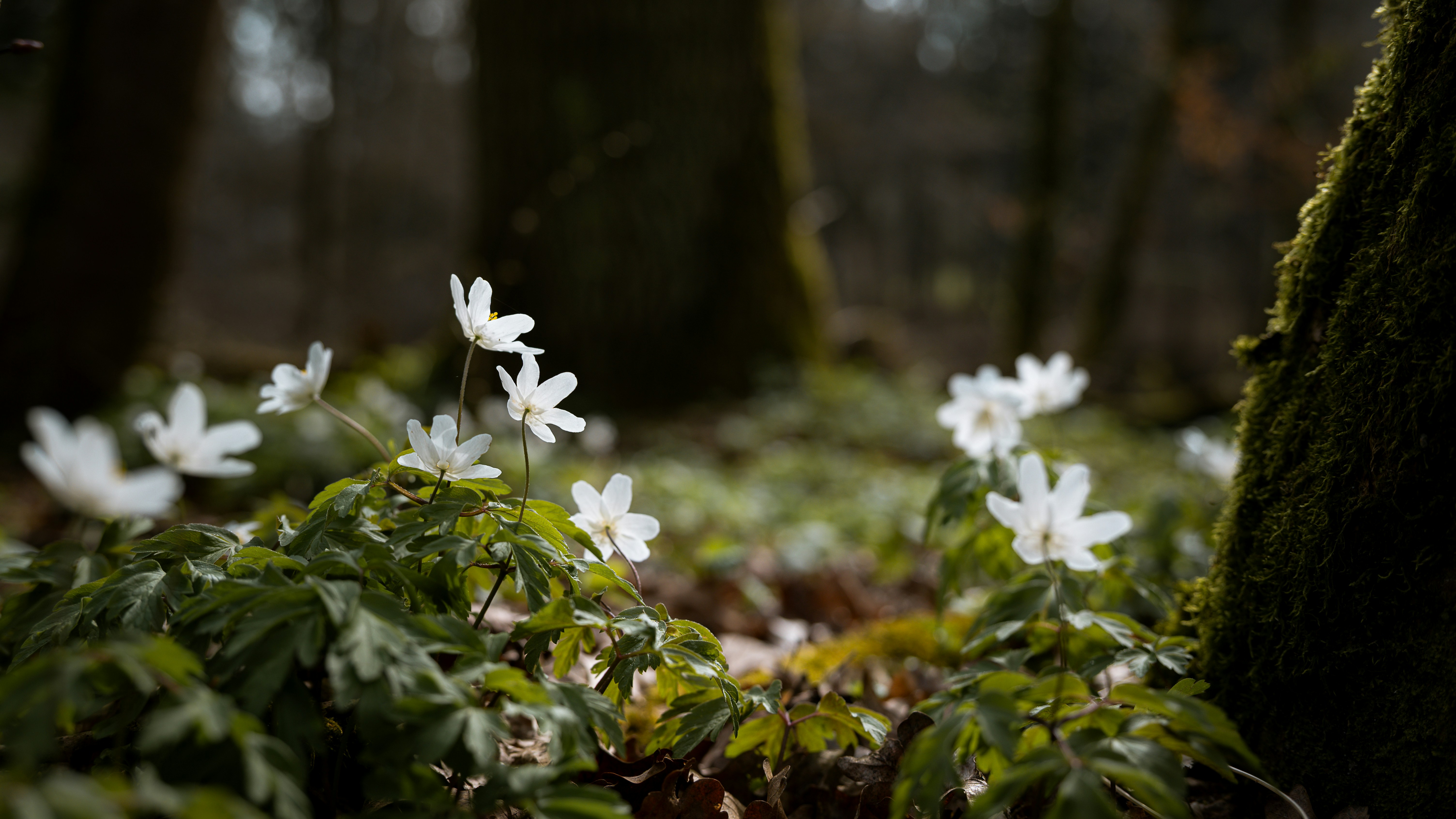 White woodland blossoms in a hushed forest glow