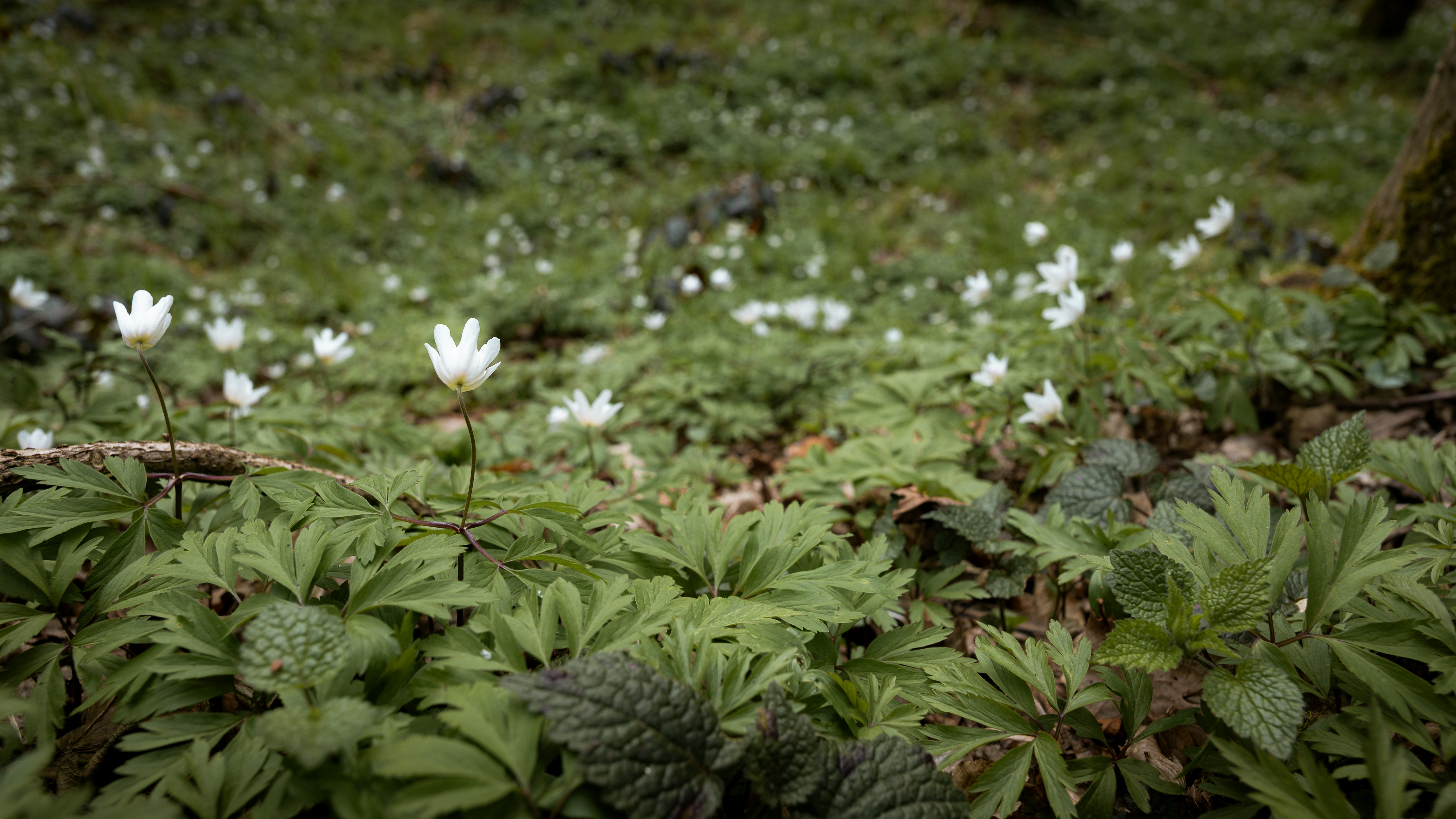 Moonlit Meadow: White flowers Rising Above a Carpet of Green